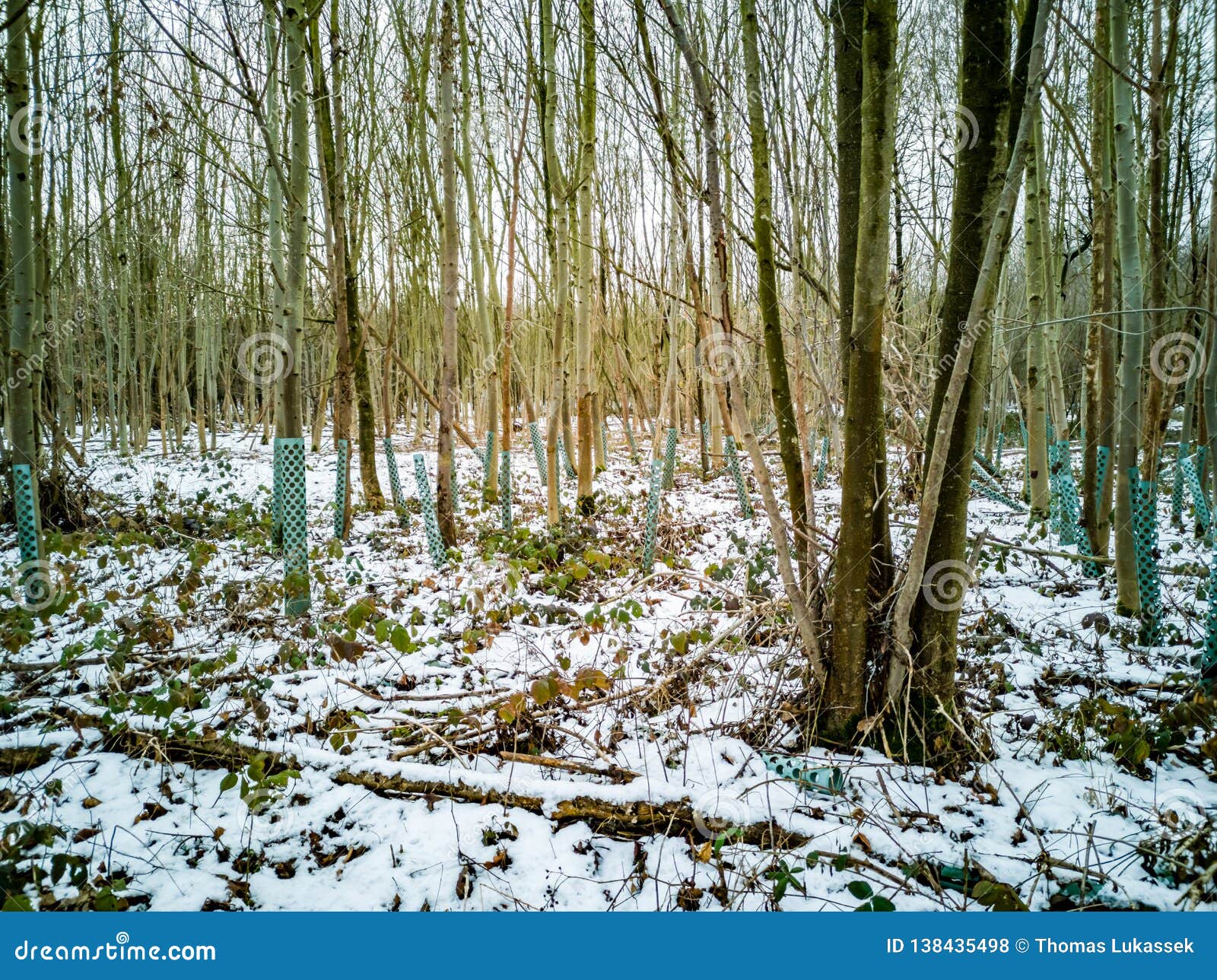 Tree Guard System in the Winter Forest of Germany Stock Photo - Image ...
