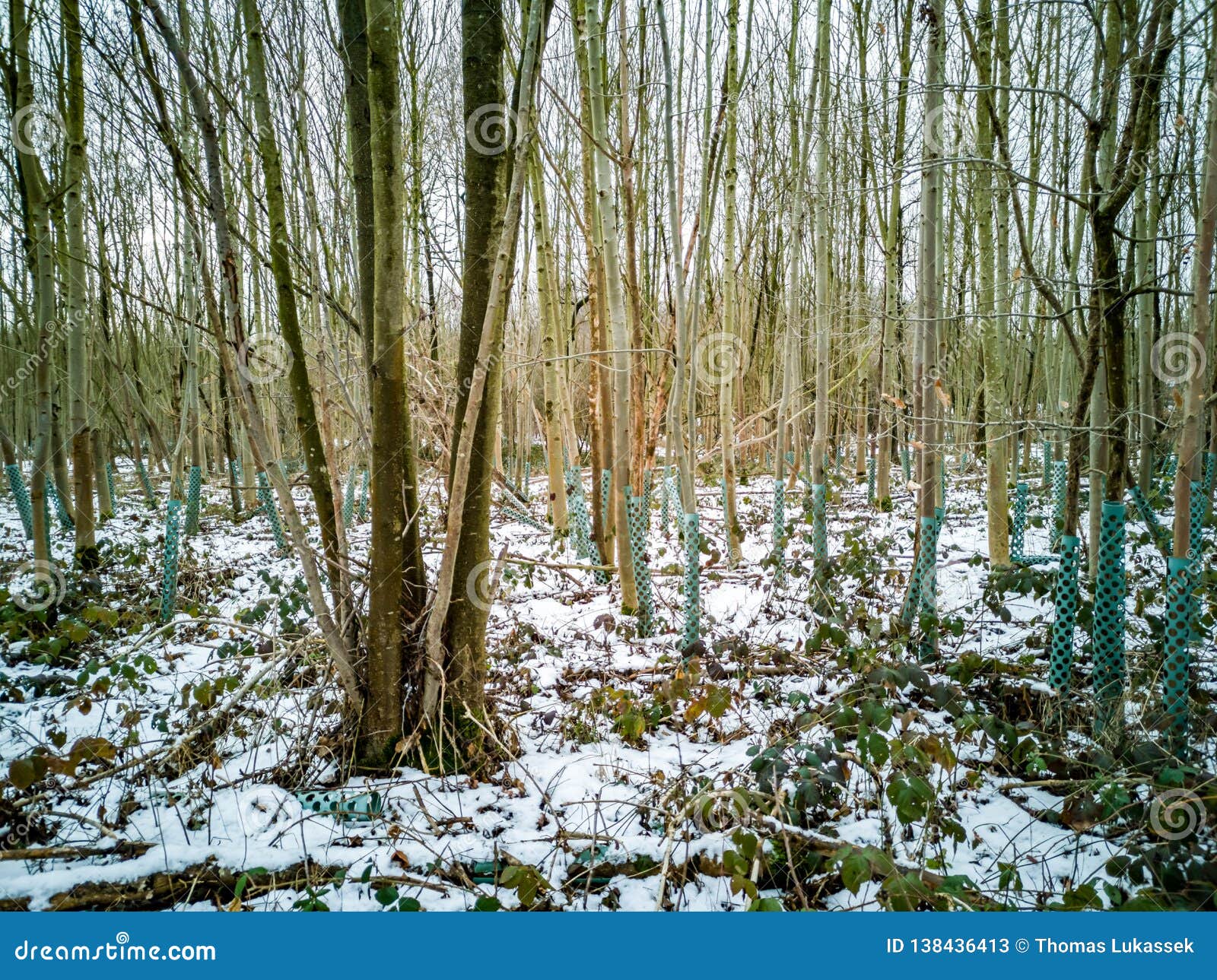 Tree Guard System in the Winter Forest of Germany Stock Image - Image ...