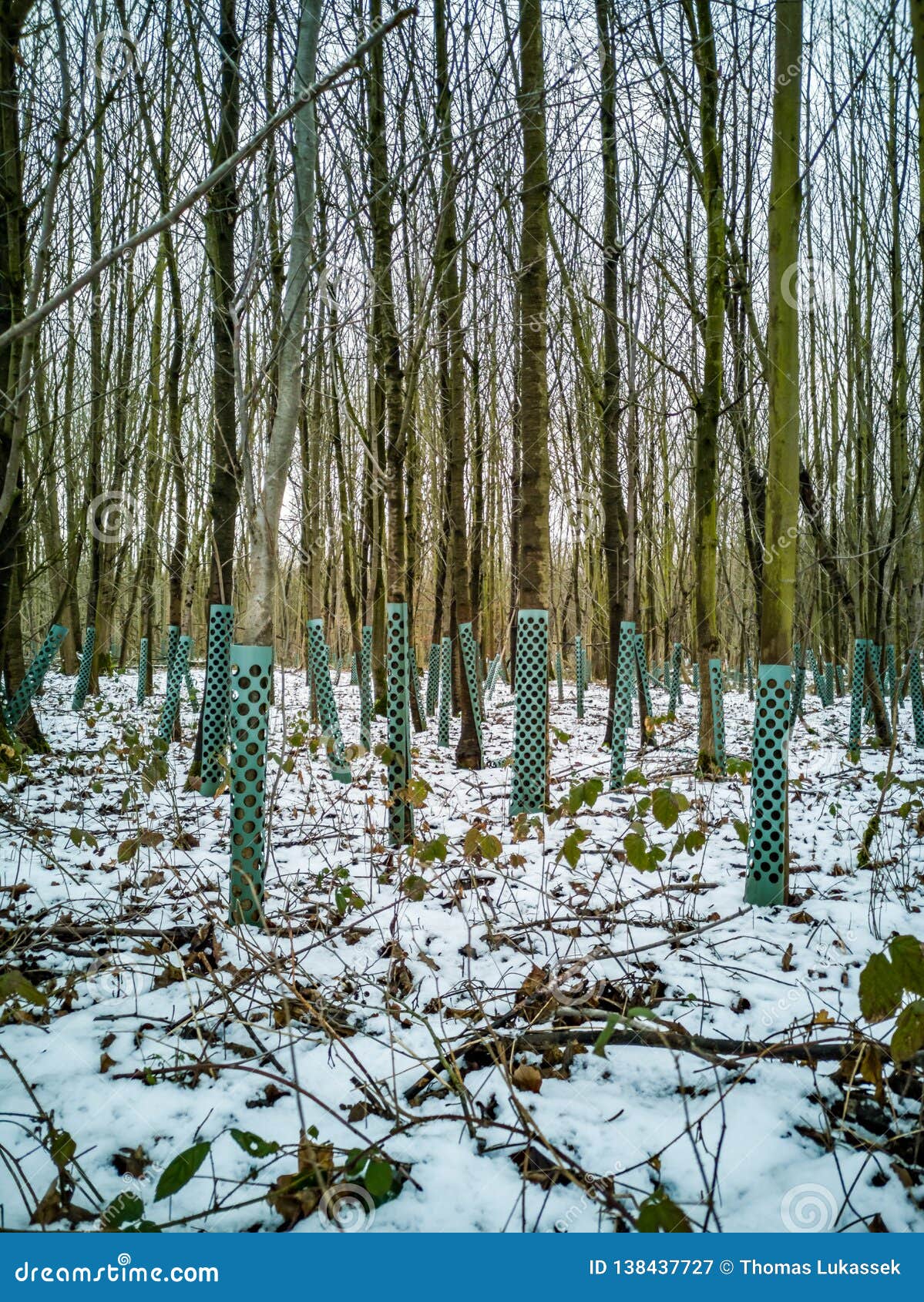 Tree Guard System in the Winter Forest of Germany Stock Image - Image ...