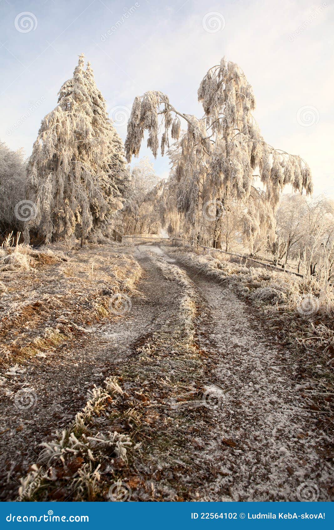 Tree guardians stock photo. Image of weather, guardian - 22564102