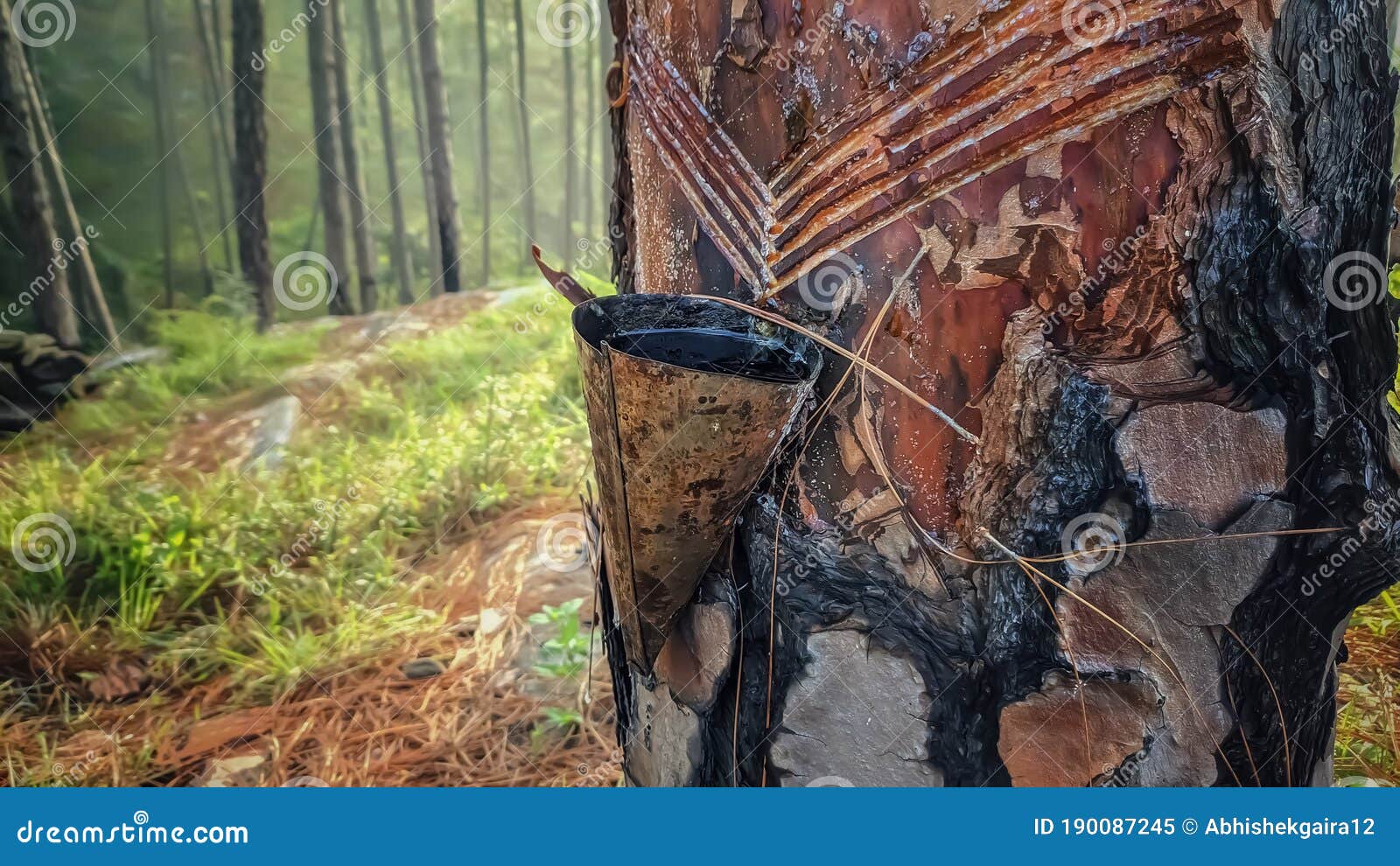 Tree gum collector stock image. Image of forest, tree - 190087245