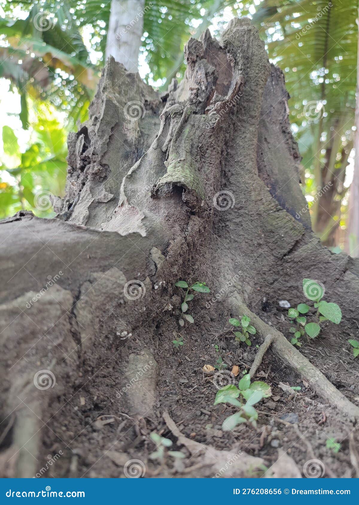A Tree that Had Been Cut Down Long Ago and Dried Up Stock Photo - Image ...
