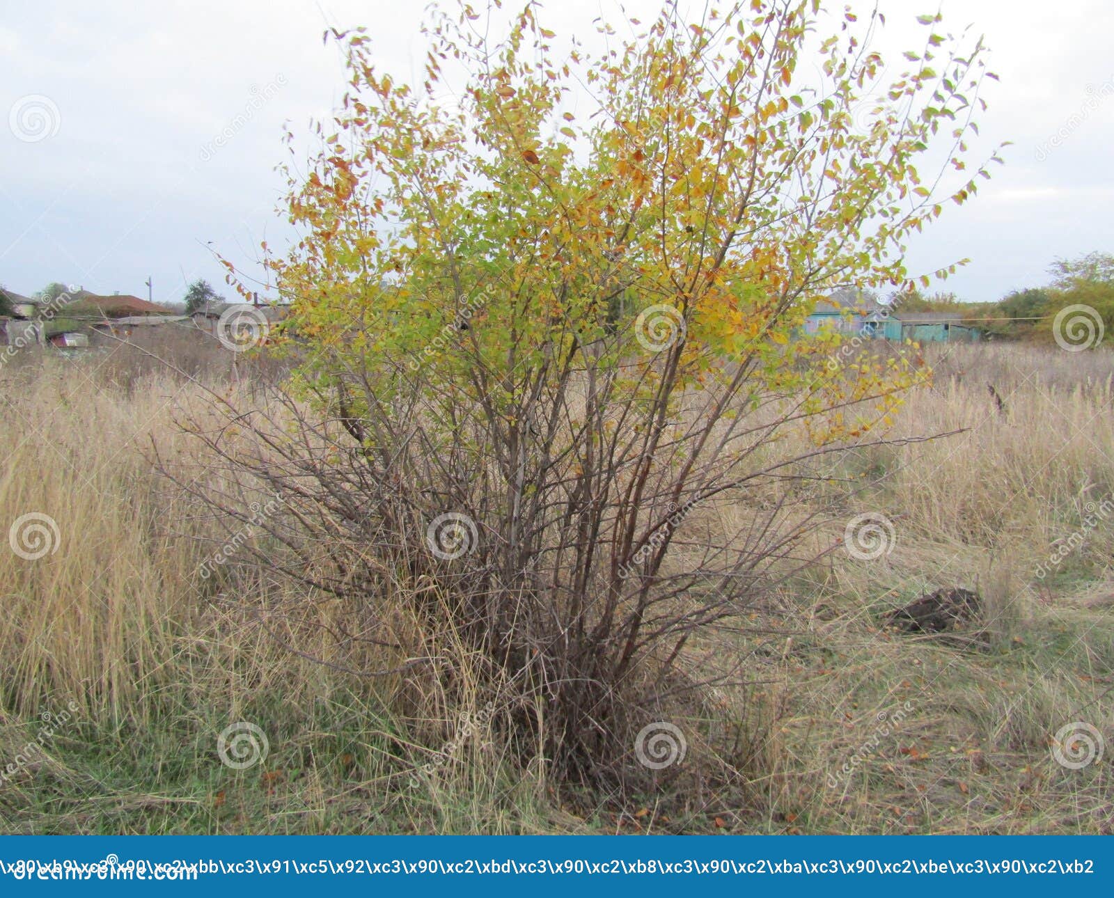 A Tree Half-fallen with Leaves Stock Image - Image of evergreen, garden ...