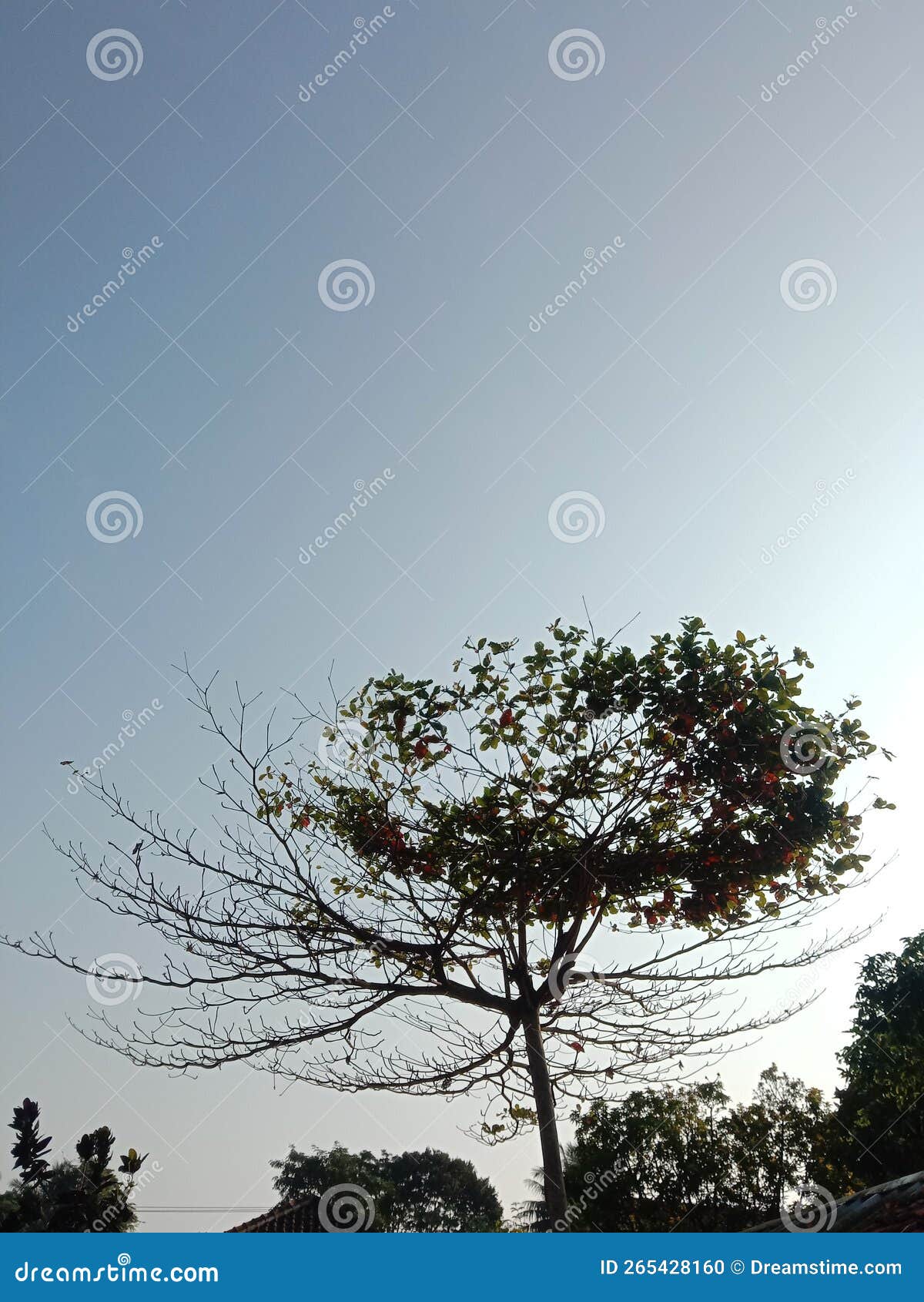 Tree with Half Fallen Leaves Scenery Stock Photo - Image of leaves ...