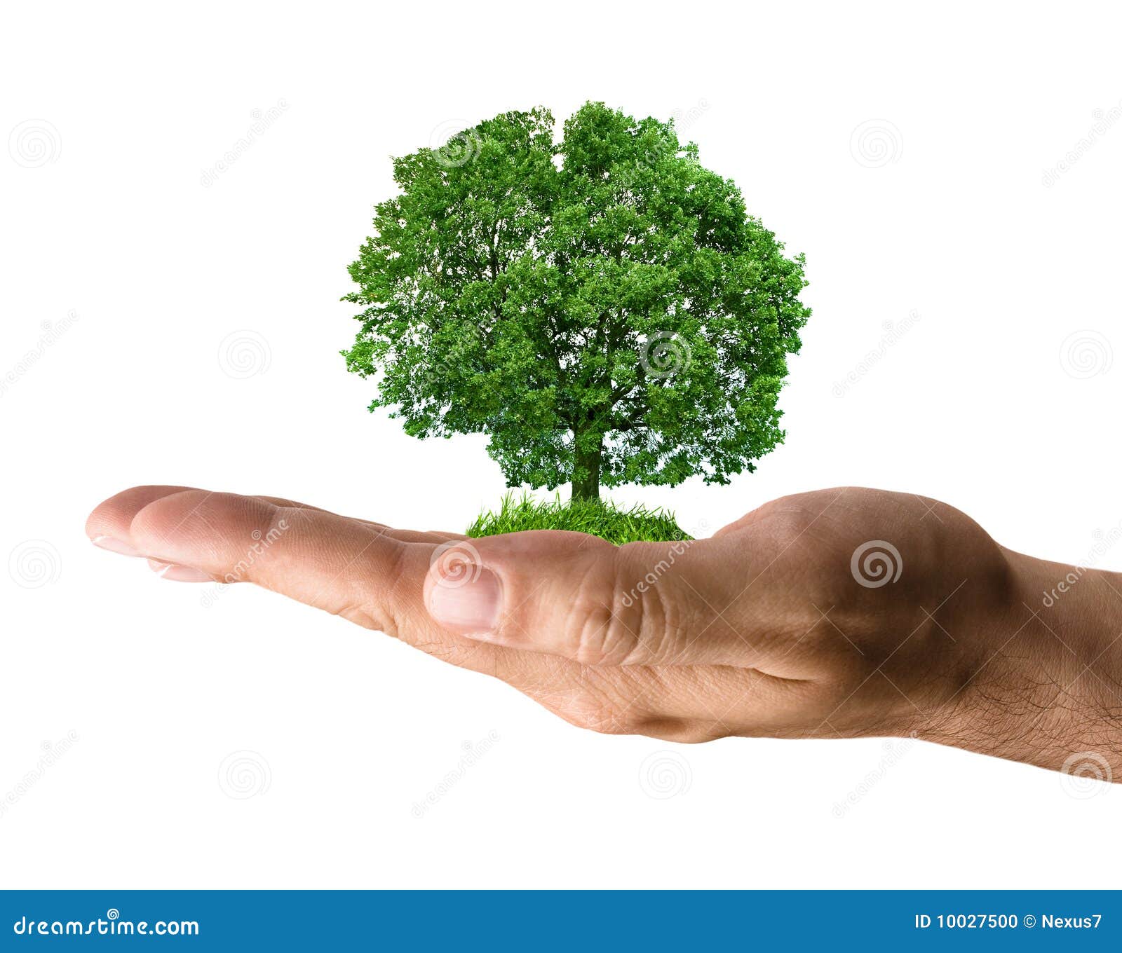 Tree in Hand stock photo. Image of idea, grow, holding - 10027500