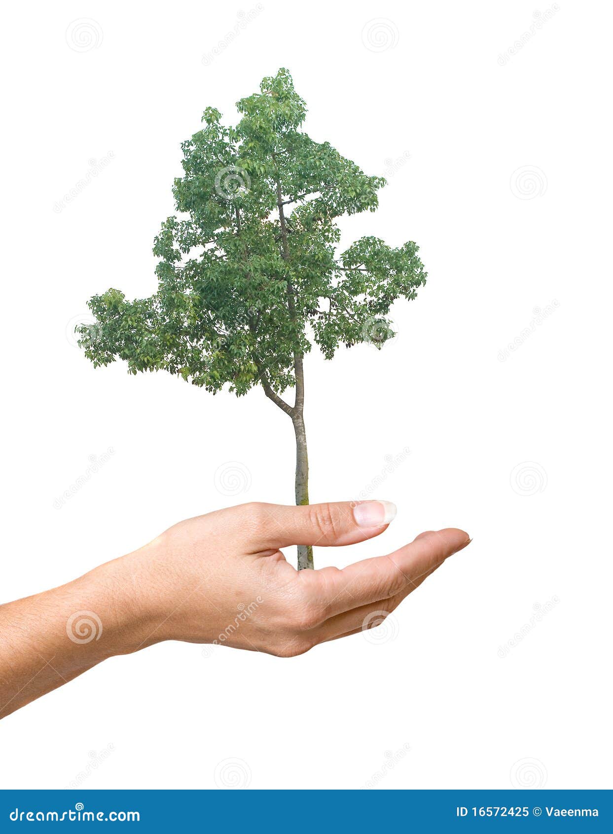 Tree in hand stock image. Image of nature, planting, leaves - 16572425