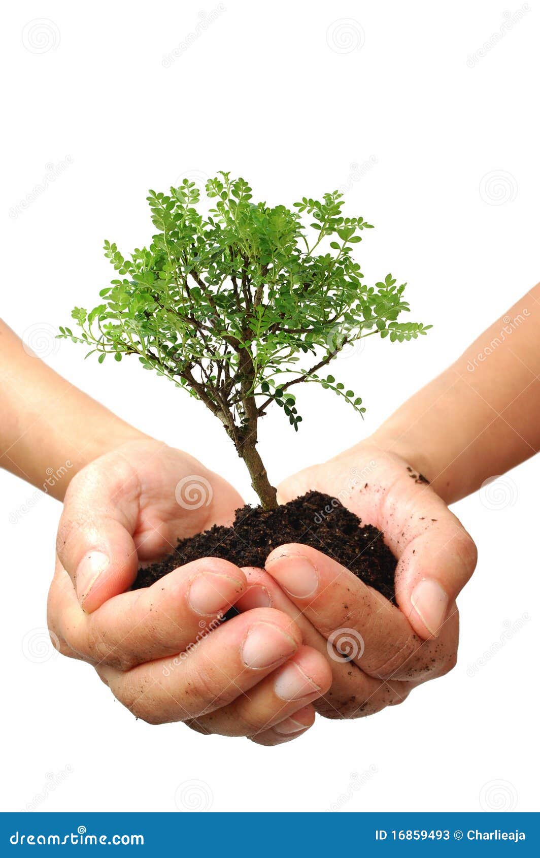 Tree in a hand stock image. Image of root, care, fragility - 16859493