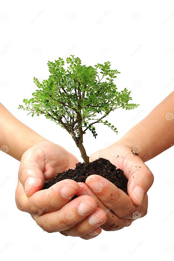 Tree in a hand stock image. Image of root, care, fragility - 16859493