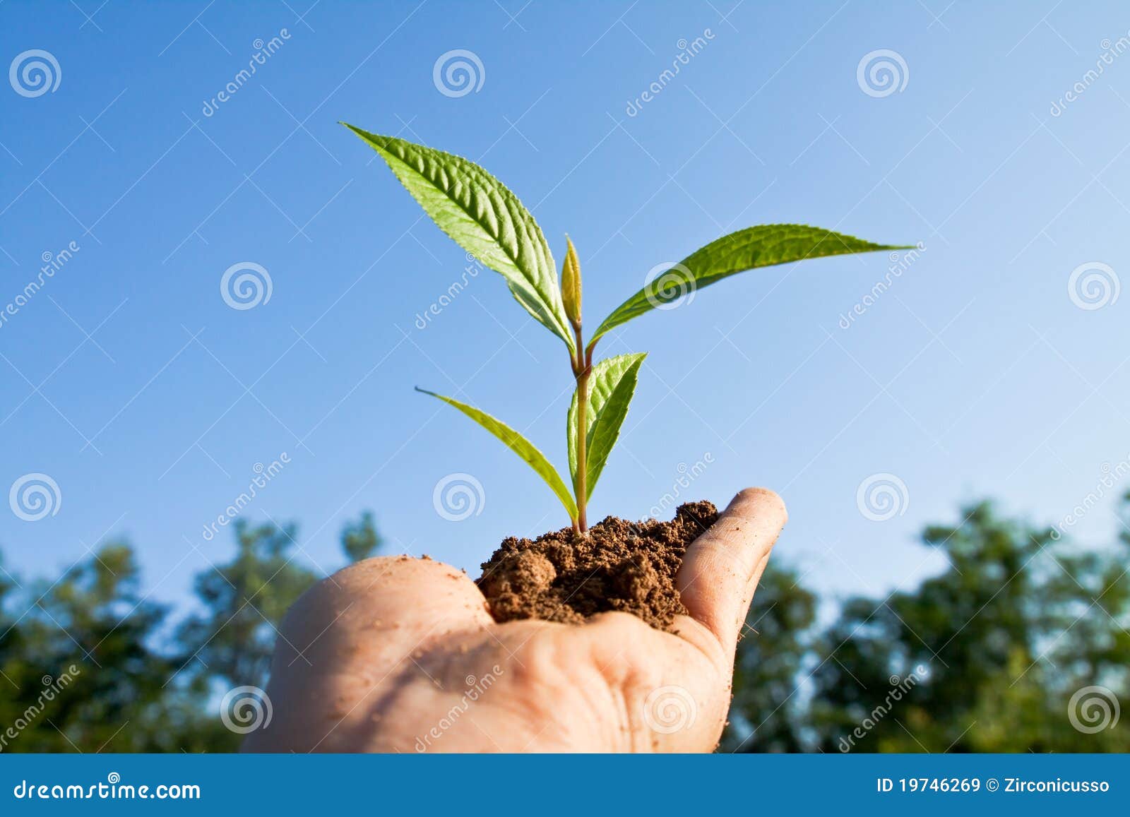 Tree in hand stock image. Image of ecosavy, ecology, global - 19746269