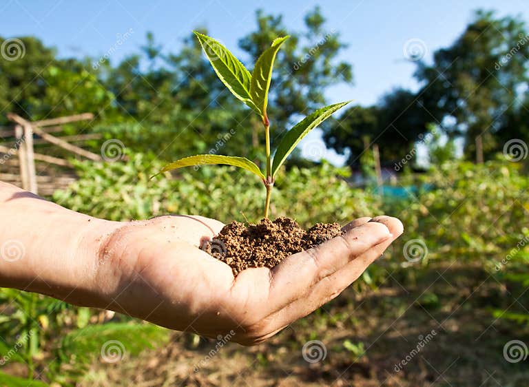 Tree in hand stock image. Image of sprout, soil, plant - 19941449