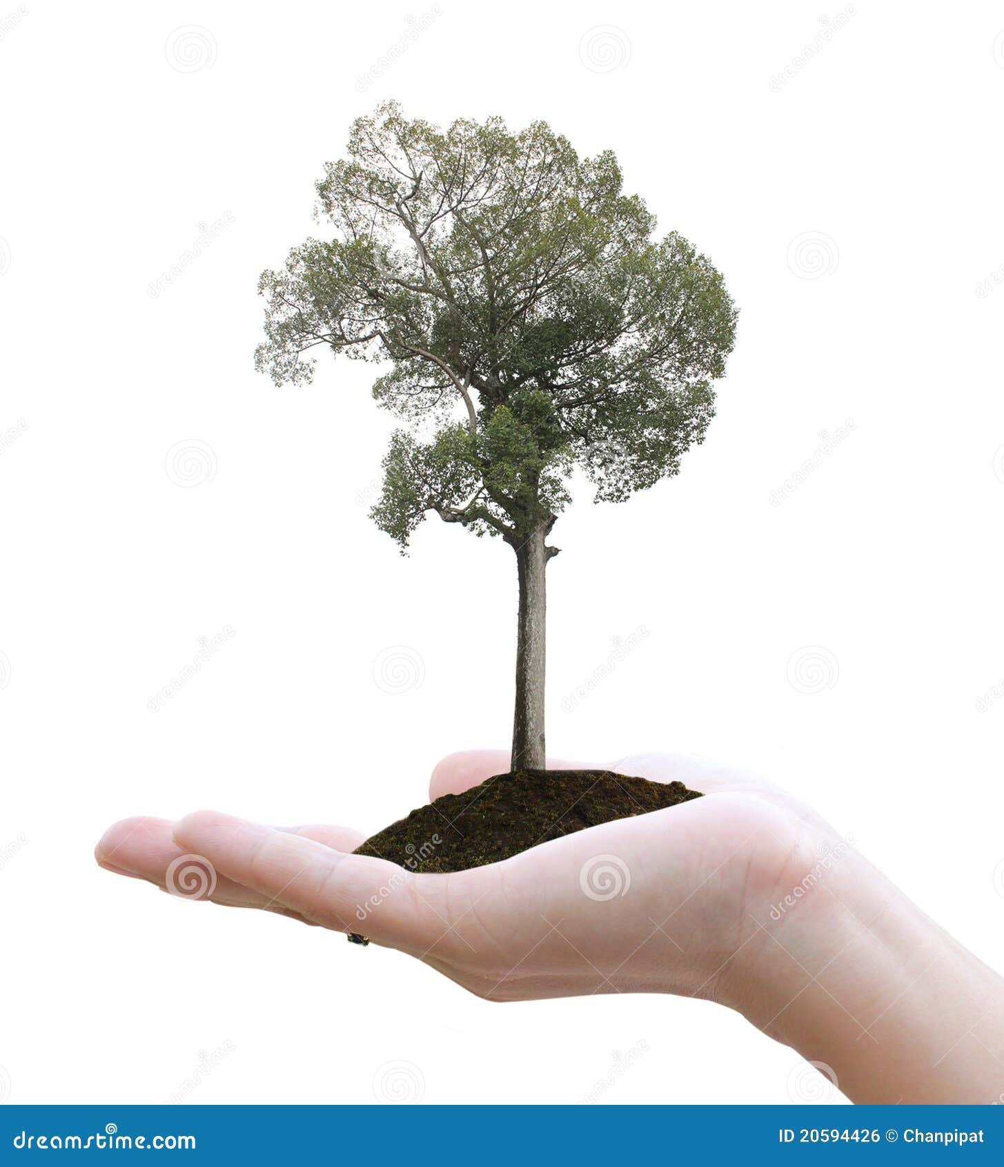 Tree in hand stock photo. Image of isolated, natural - 20594426