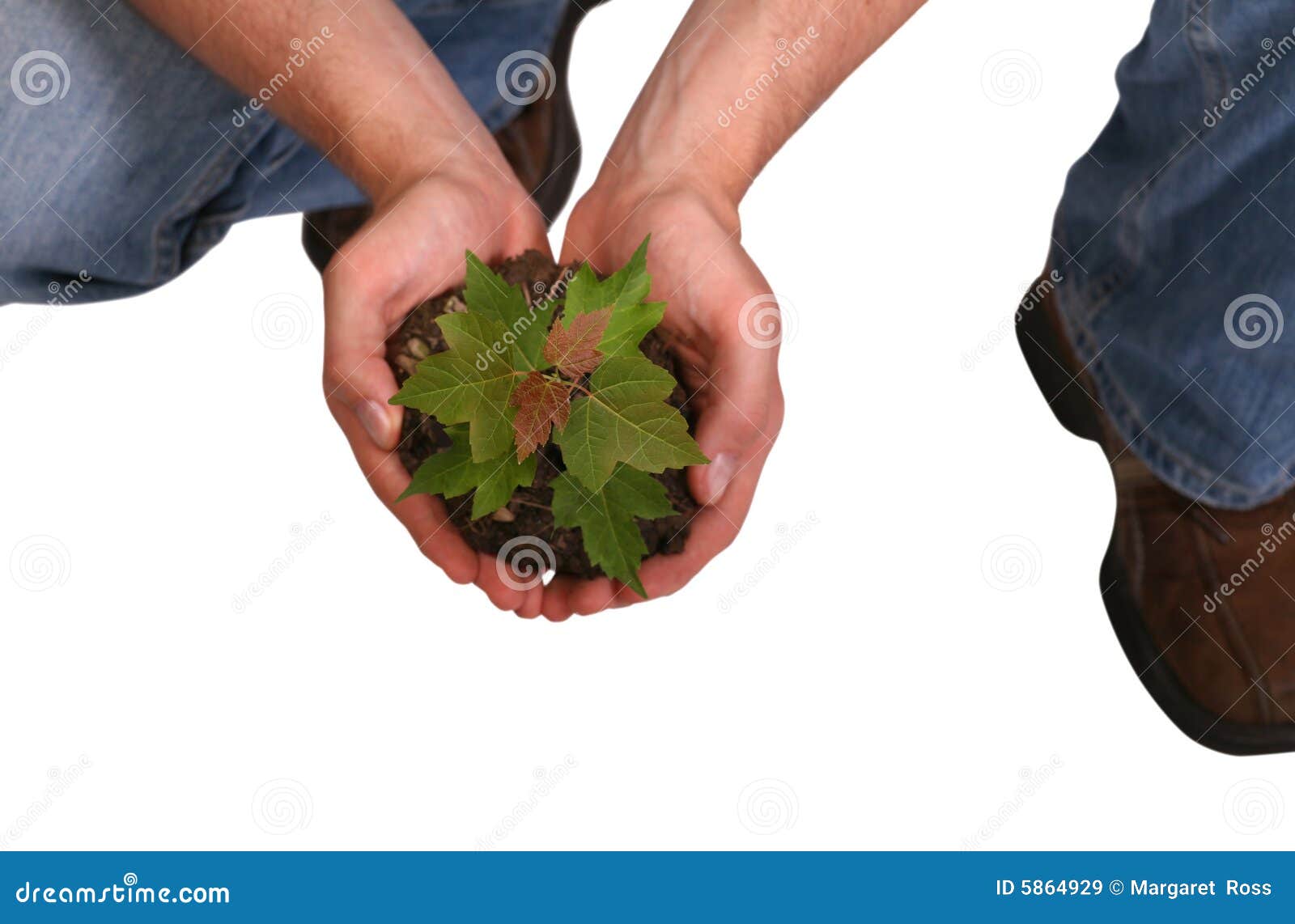 Tree in Hand stock image. Image of closeup, maple, flora - 5864929