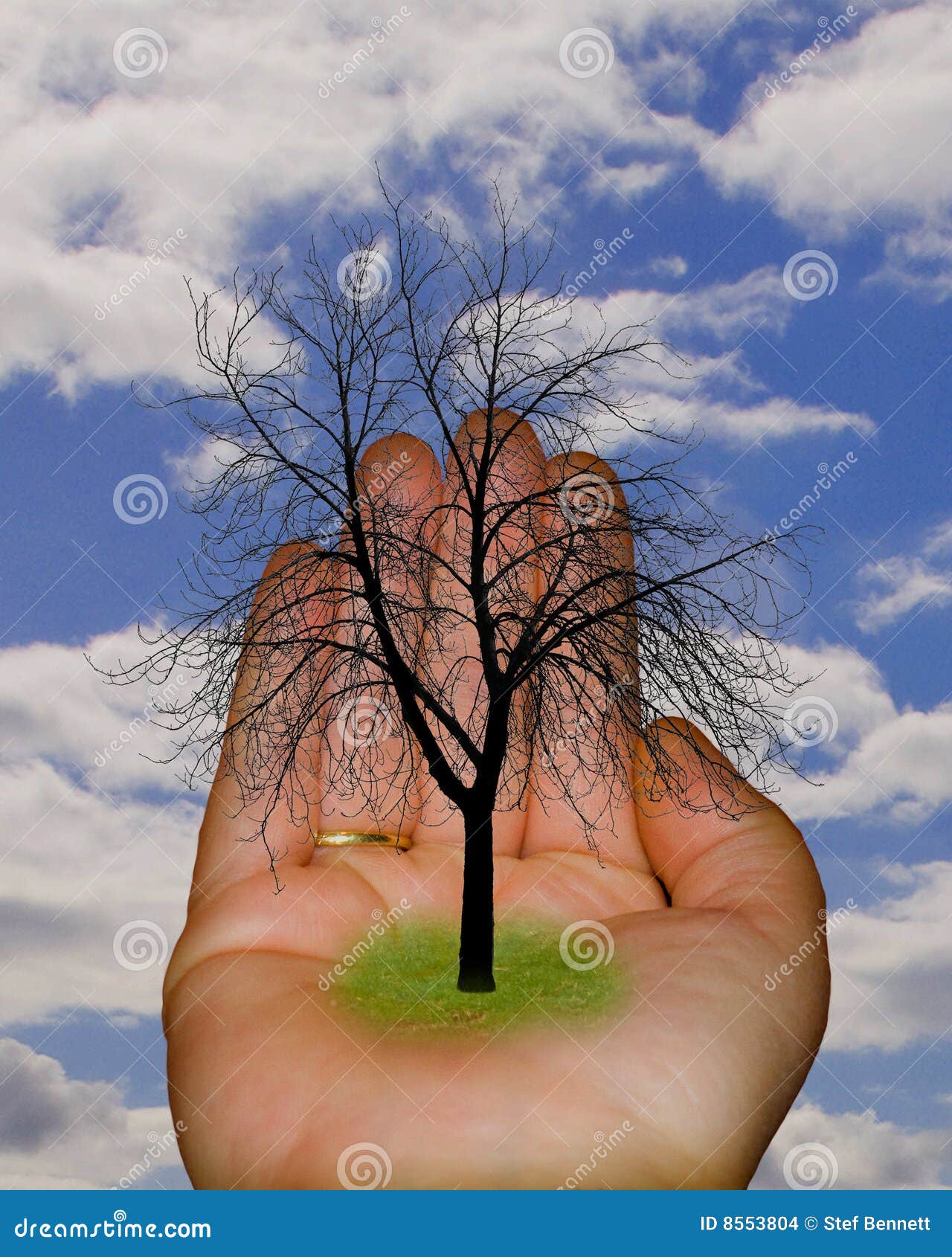 Tree in hand stock photo. Image of tree, hold, palm, hand - 8553804