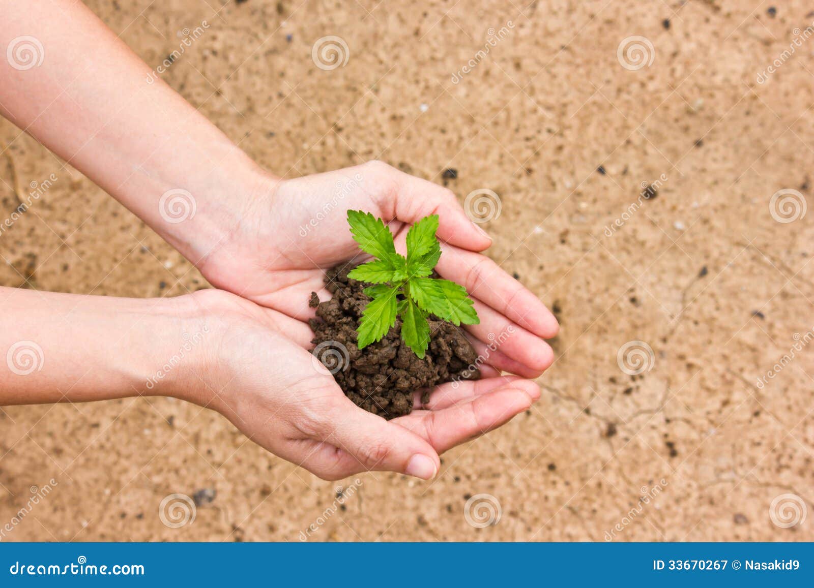 Tree in hand stock image. Image of hold, environment - 33670267