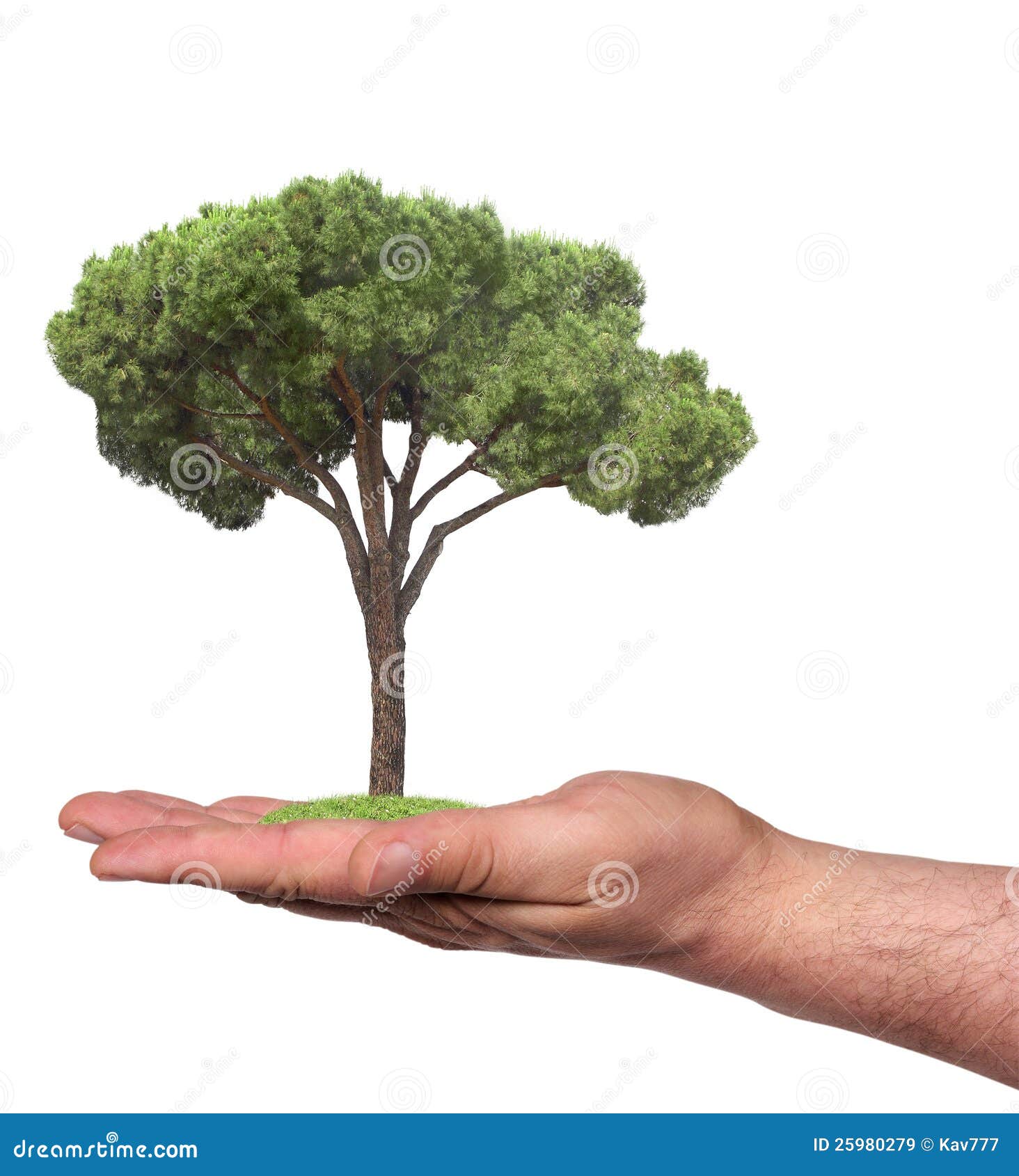 Tree in a hand, isolated stock image. Image of beauty - 25980279