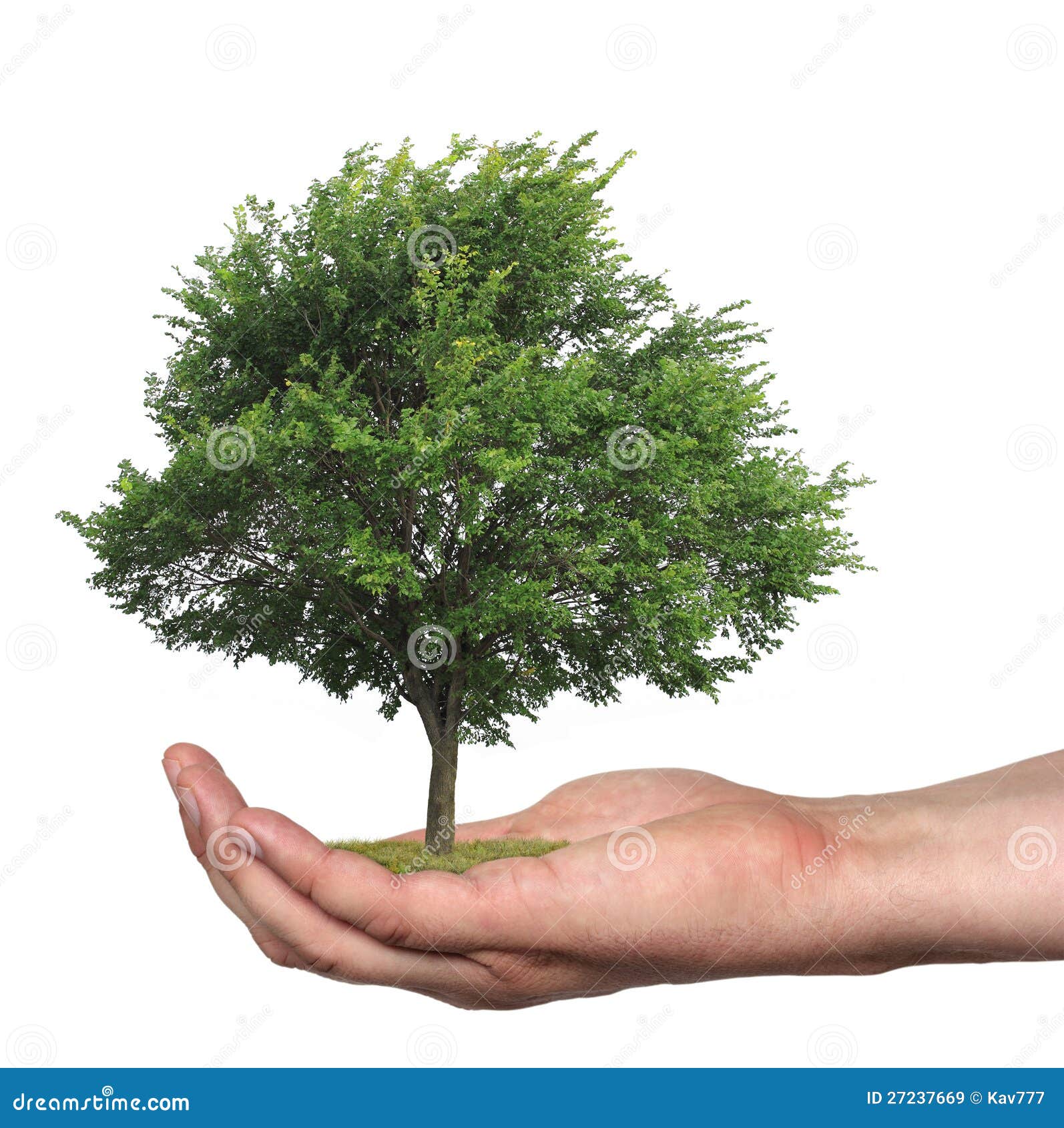 Tree in a hand, isolated stock image. Image of growth - 27237669