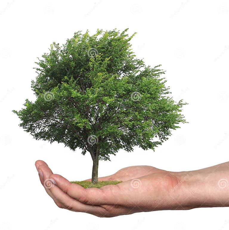 Tree in a hand, isolated stock image. Image of growth - 27237669