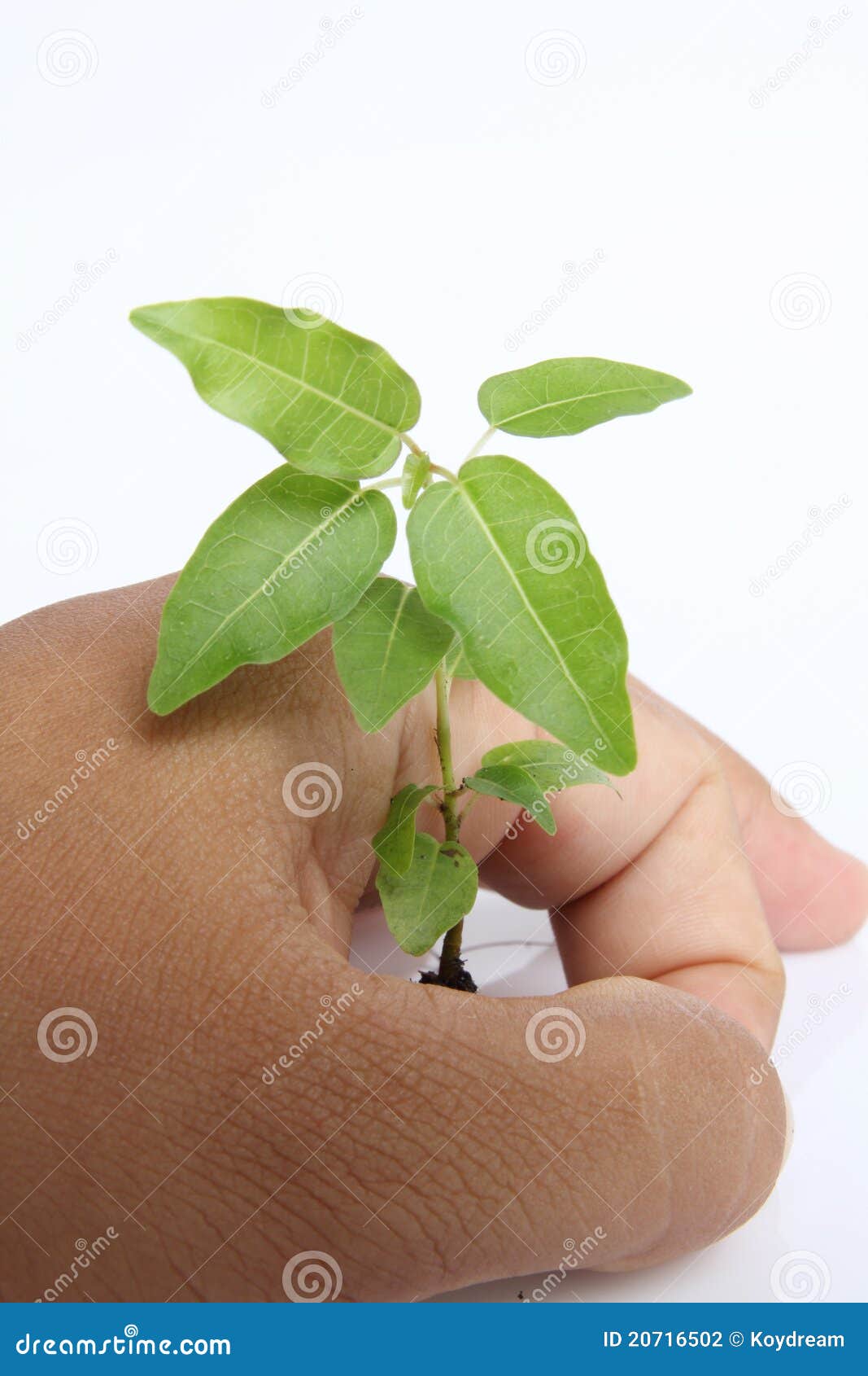Tree and Hand for Save World. Stock Photo - Image of grow, leaf: 20716502
