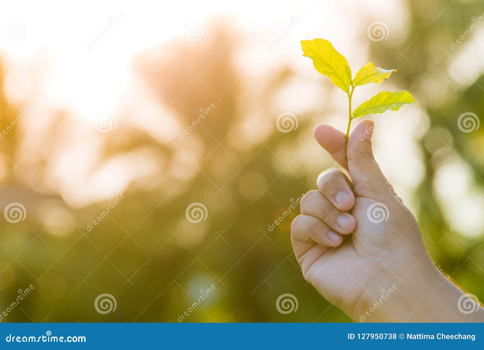 Tree in hand stock photo. Image of grows, growing, human - 127950738