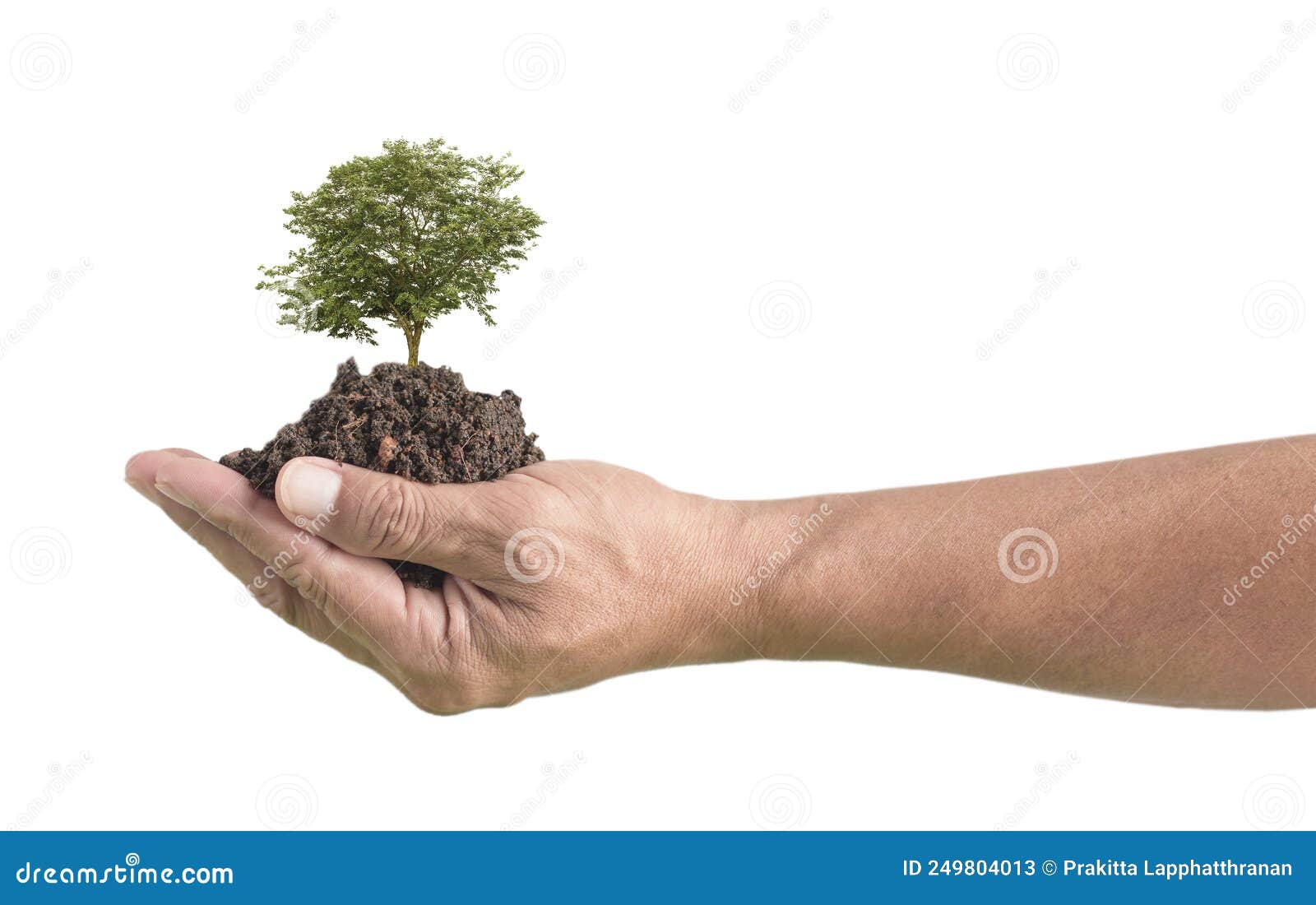 Tree in Hand on White Background , Environmental Protection Stock Image ...