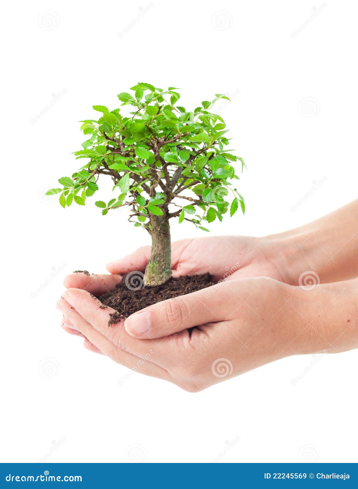 Tree in hands stock image. Image of life, develop, nature - 22245569