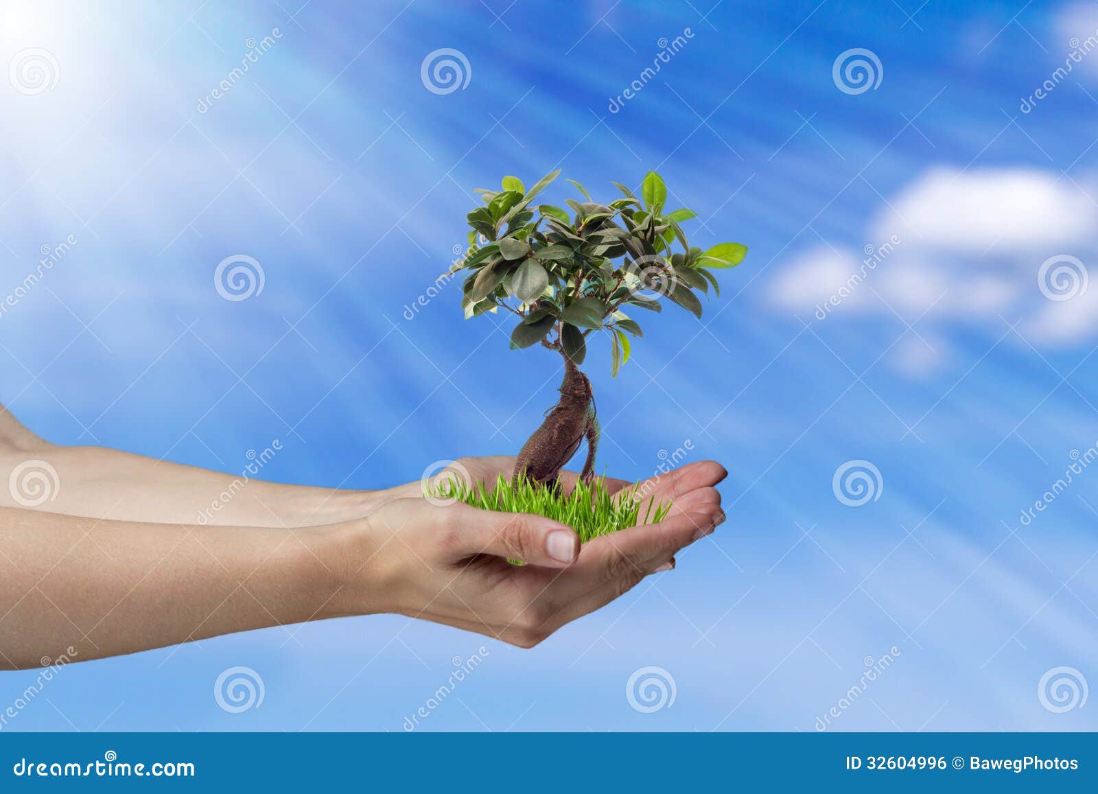 Tree in hands stock photo. Image of shine, leafs, hand - 32604996