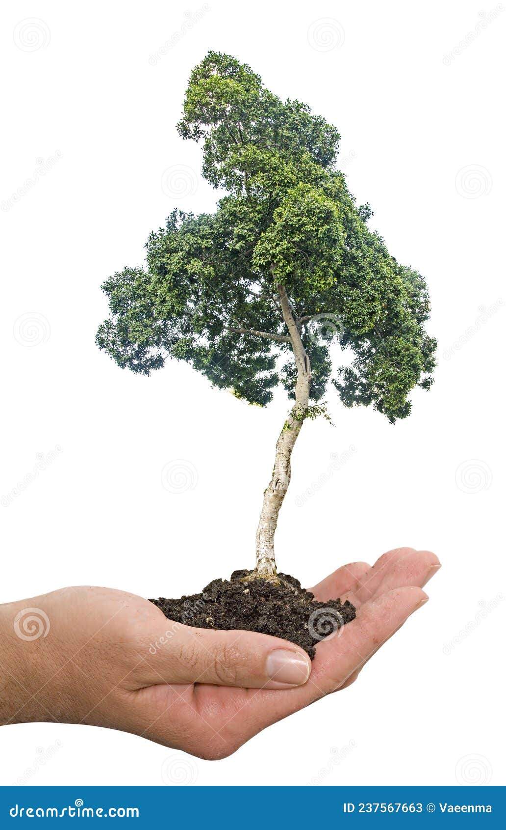 Tree in hands stock image. Image of closeup, flora, hand - 237567663