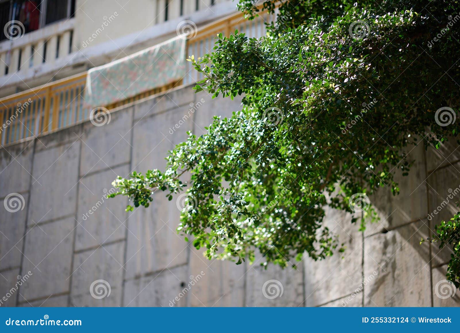Tree Hanging from a Balcony in Hong Kong. Stock Photo - Image of hong ...