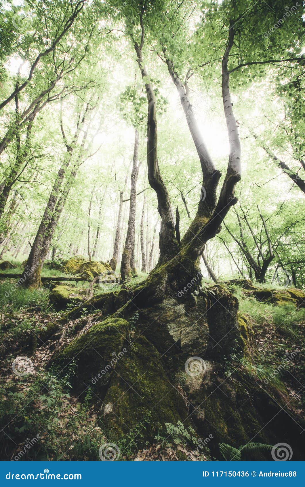 Tree Hanging on Cliff in Green Forest Stock Photo - Image of fairy ...