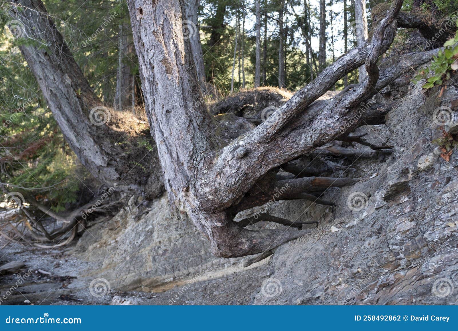 Tree Hanging on for Dear Life Stock Photo - Image of roots, earth ...