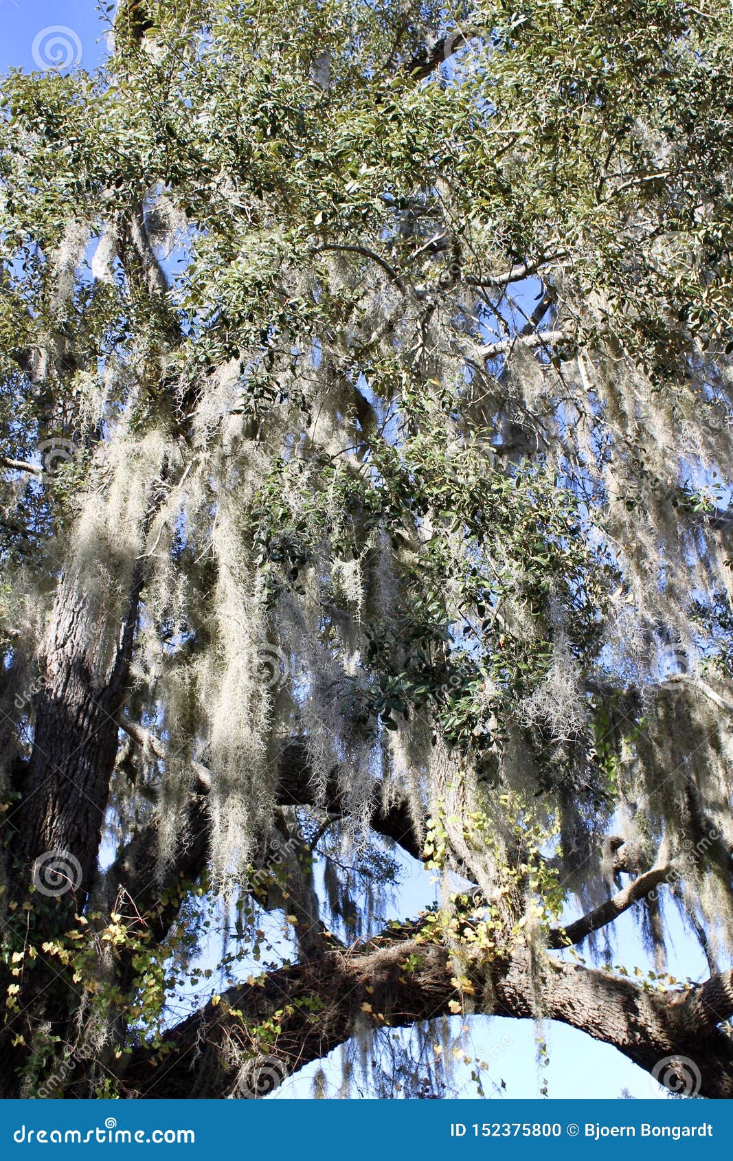 Tree with hanging moose stock photo. Image of forest - 152375800