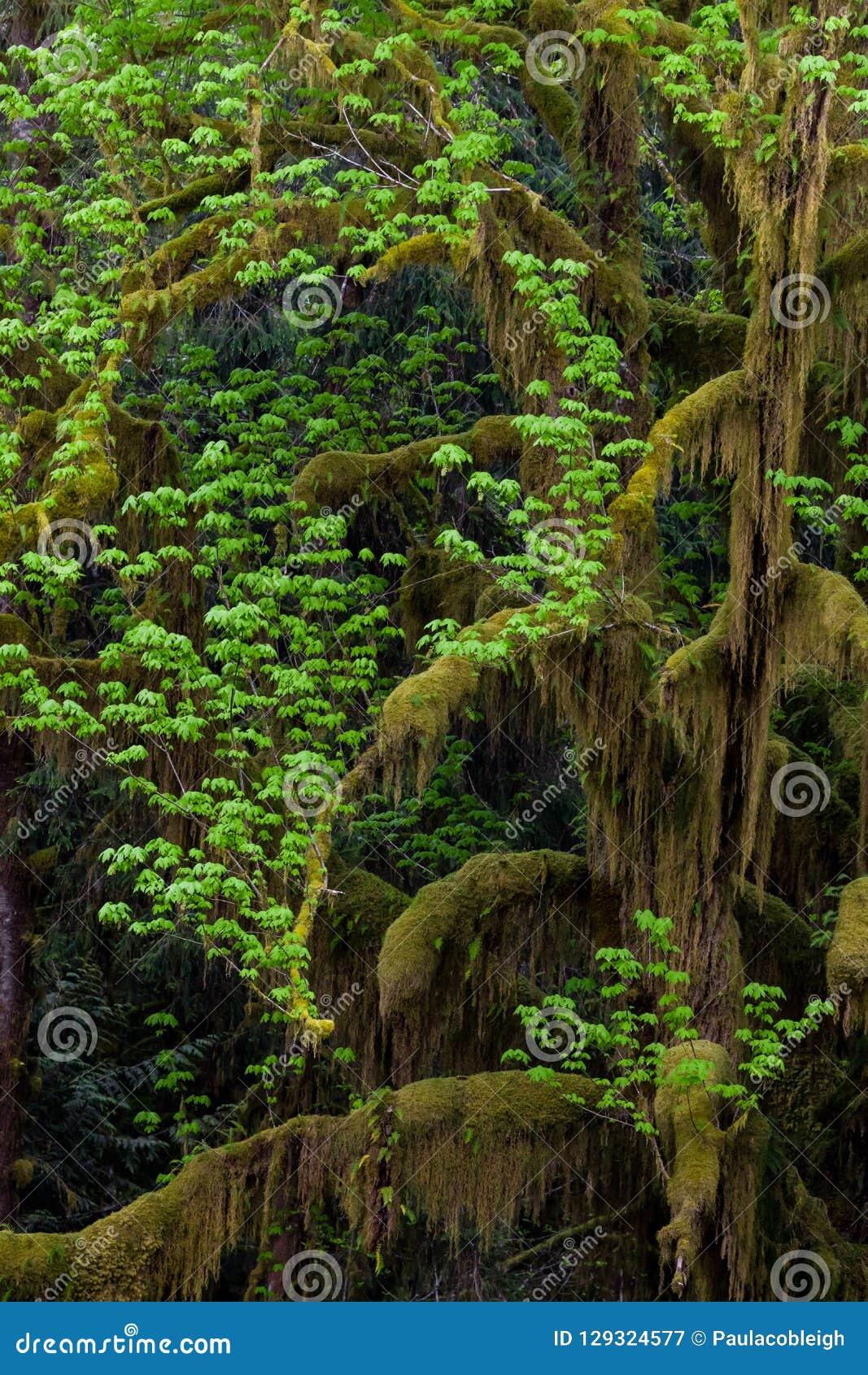 Tree with Hanging Moss and Vine Maple Intertwined Stock Image - Image ...