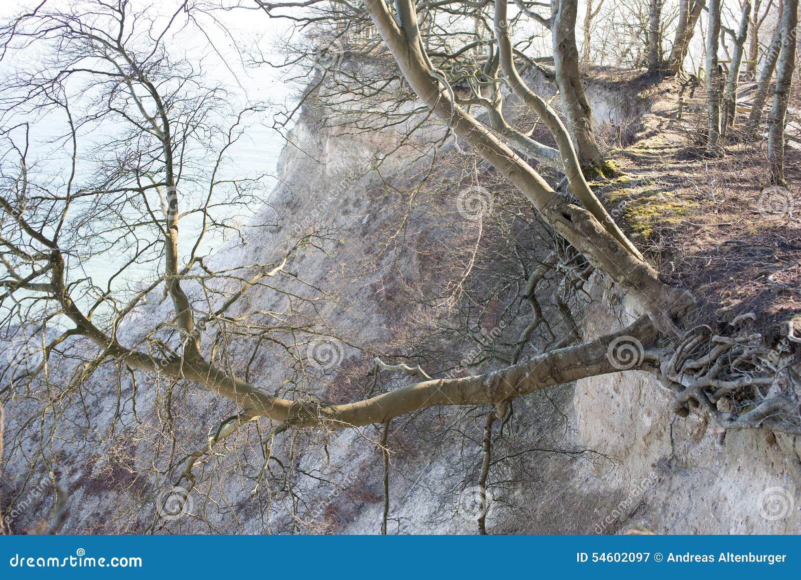 Tree hanging off a cliff stock image. Image of mood, outdoors - 54602097