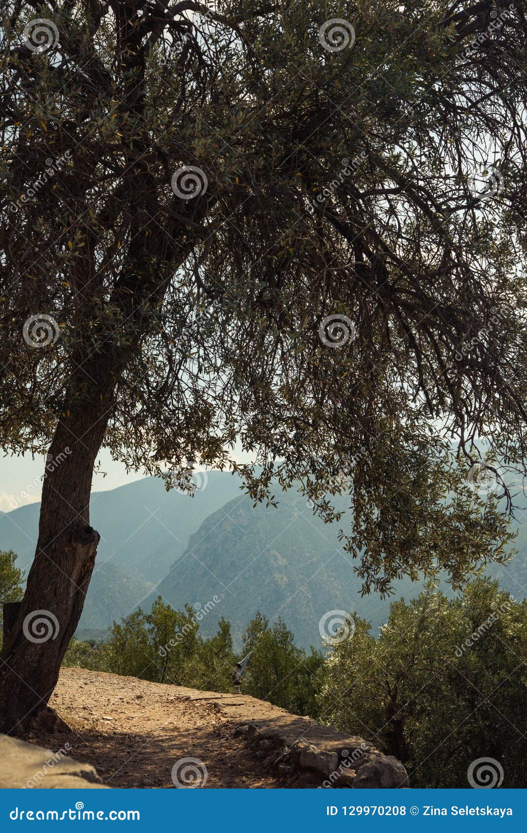 Tree Hanging Over the Cliff Stock Photo - Image of cliff, birch: 129970208