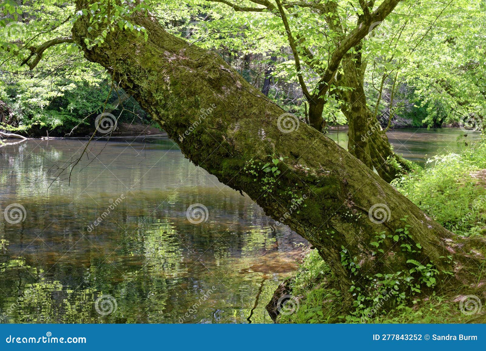 Tree Hanging Over the River Stock Photo - Image of texture, springtime ...