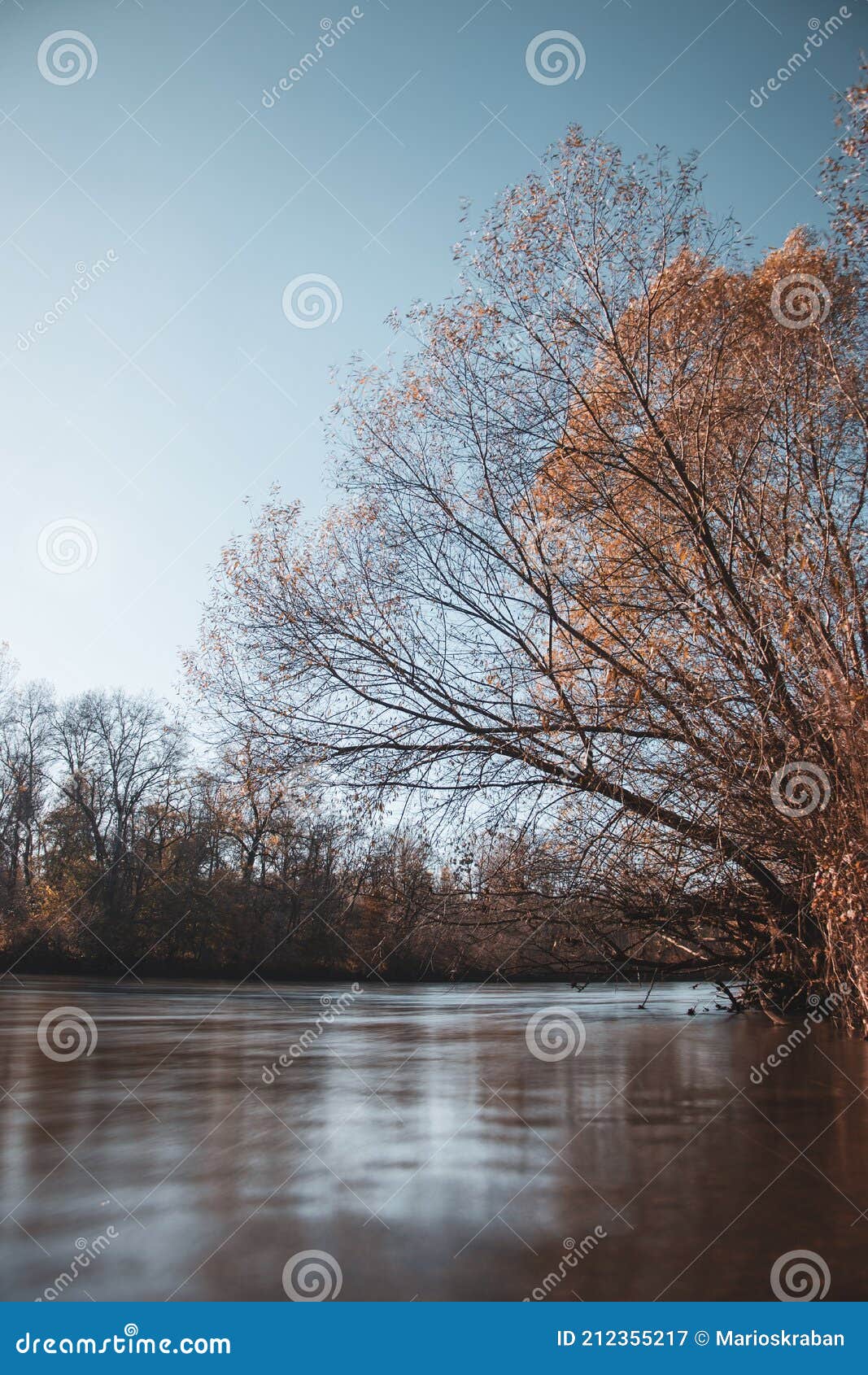Tree hanging over river stock image. Image of blue, forest - 212355217