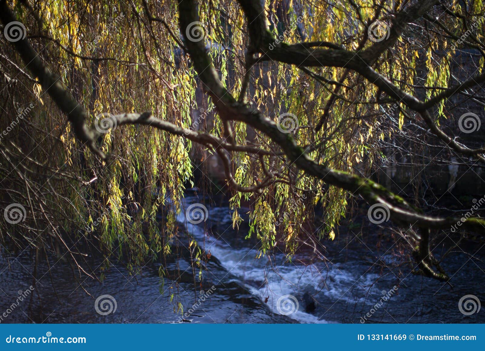Tree over river stock image. Image of light, water, environment - 133141669
