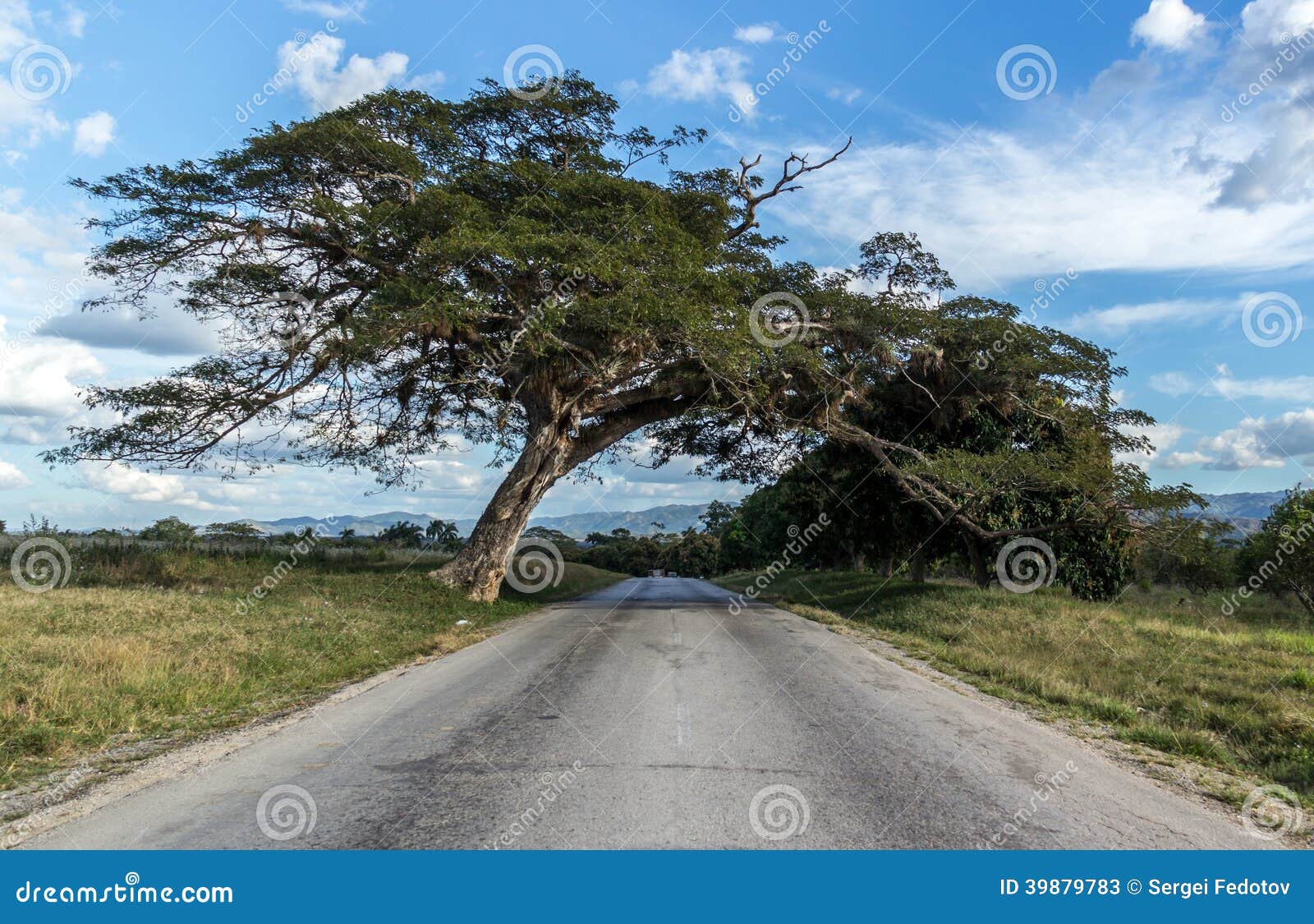 Tree Hanging Over the Road. Stock Image - Image of dead, clouds: 39879783