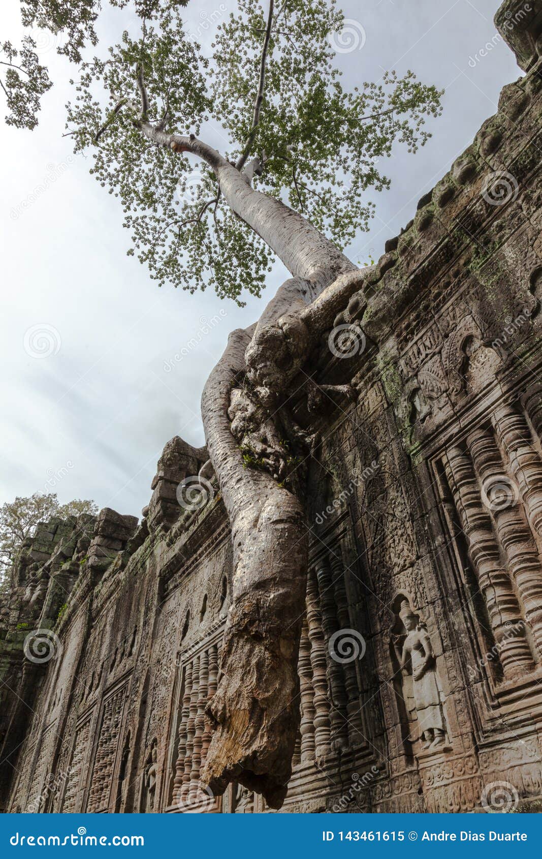 Tree hanging over a wall stock image. Image of natural - 143461615