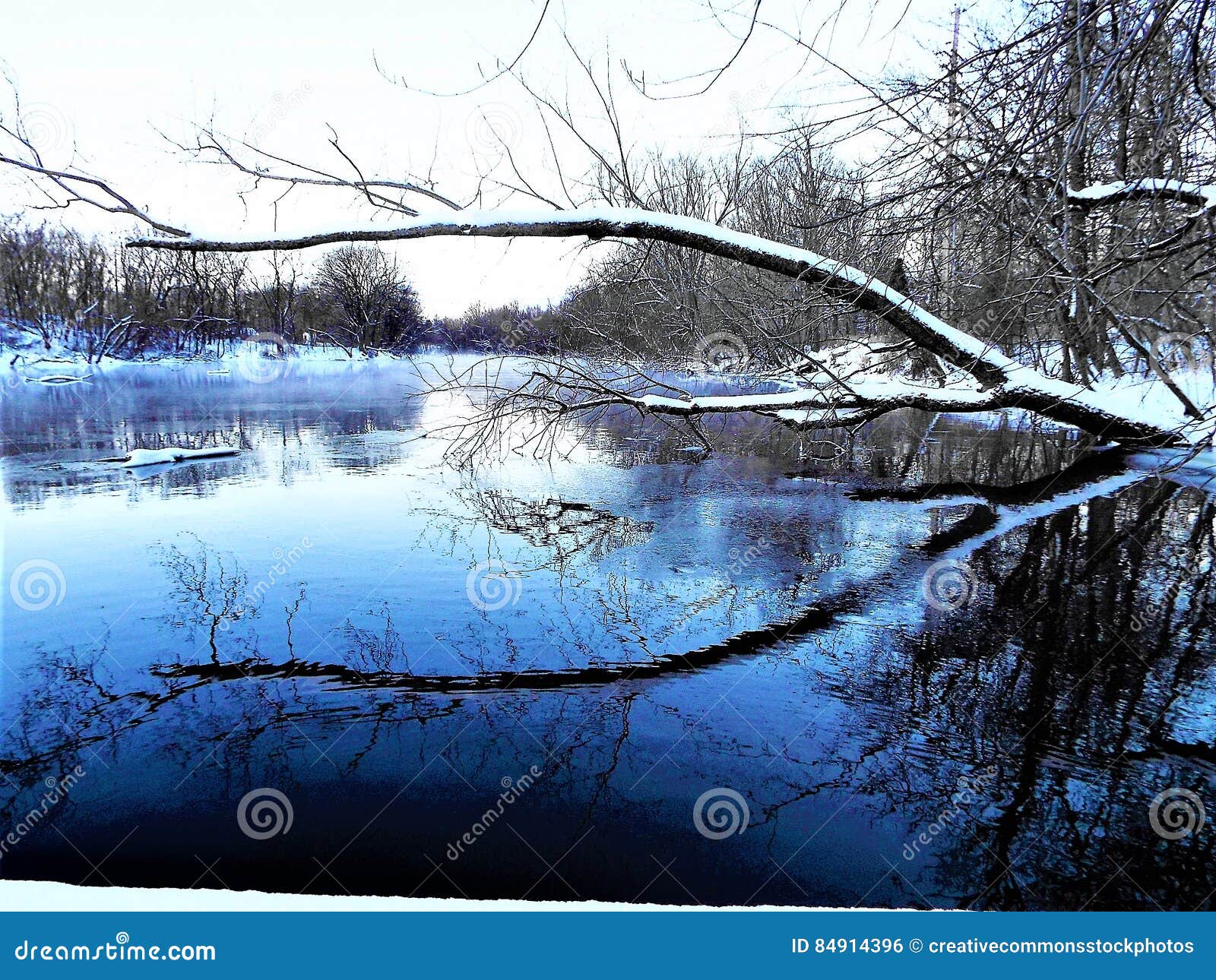 Tree Hanging Over Water Picture. Image: 84914396