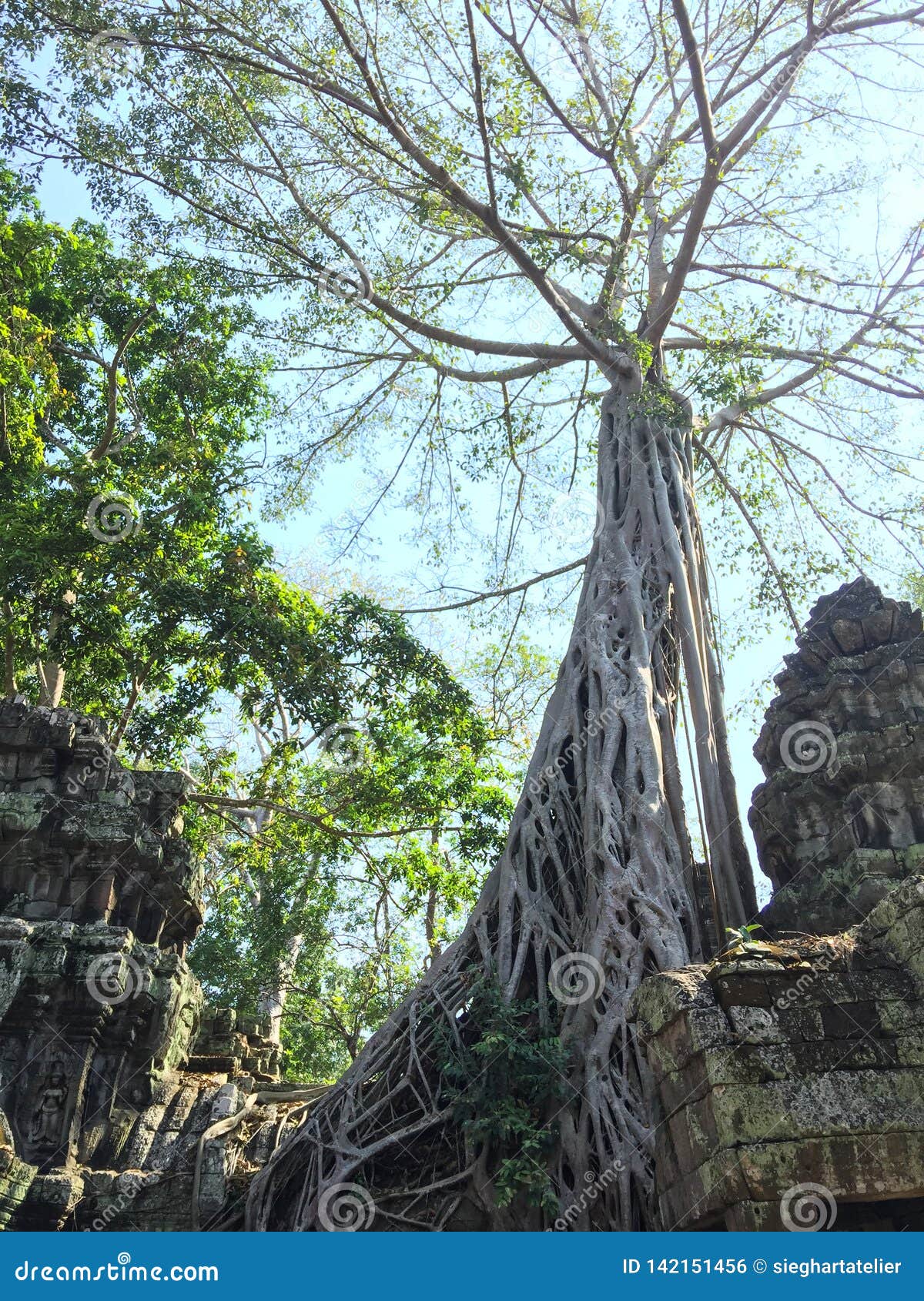 A tree with hanging roots stock photo. Image of sunshine - 142151456