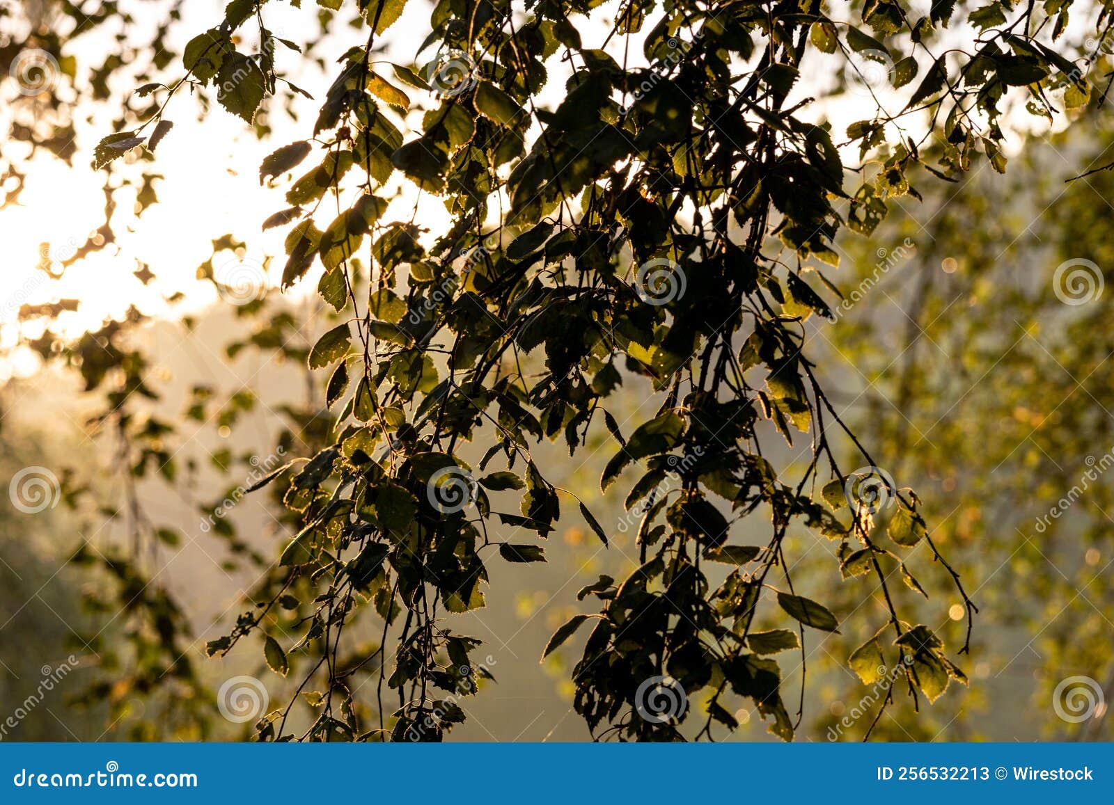 Tree Hanging Tree Leaves with Sunset Background Stock Image - Image of ...