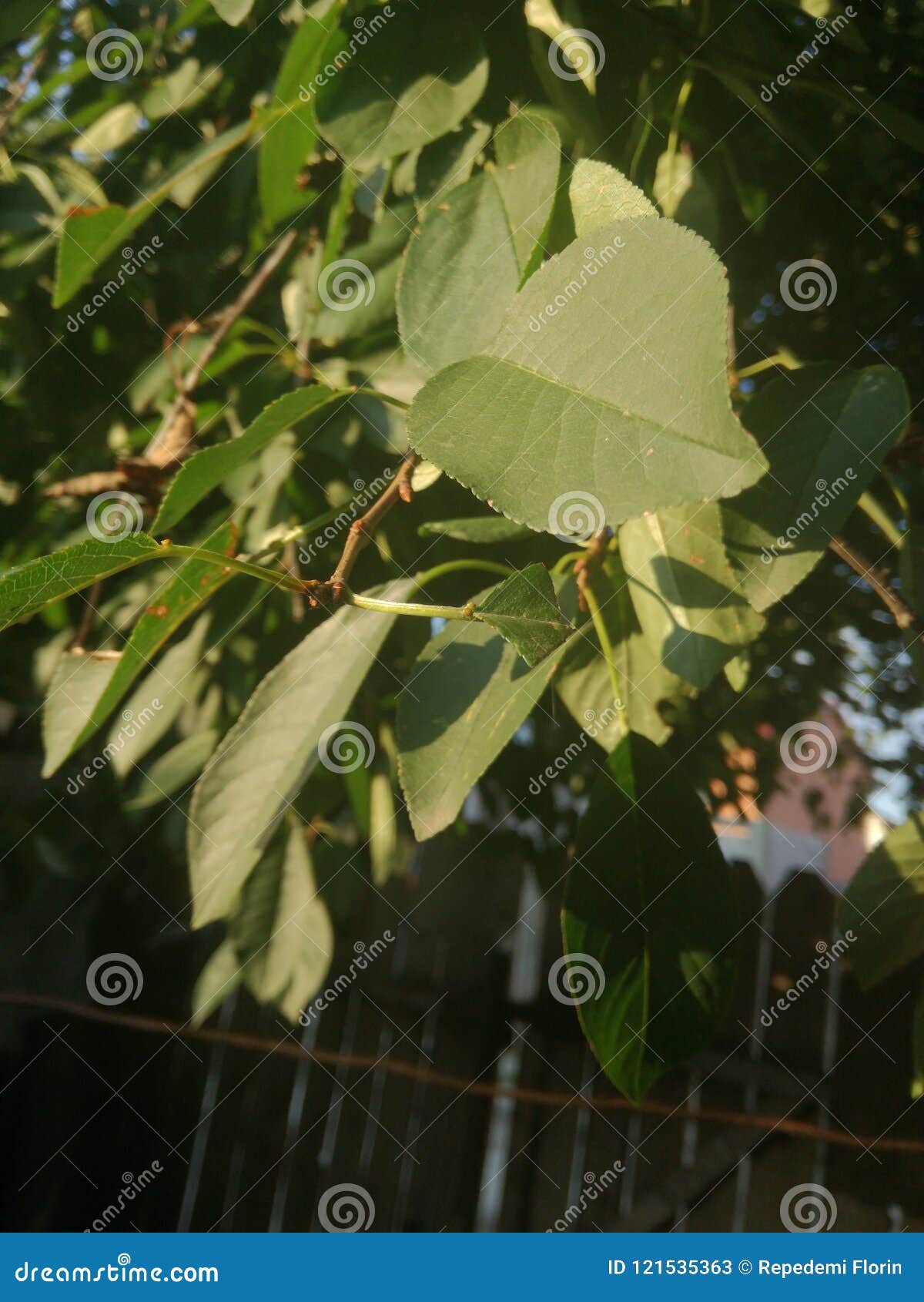 Tree with happiness stock image. Image of happiness - 121535363
