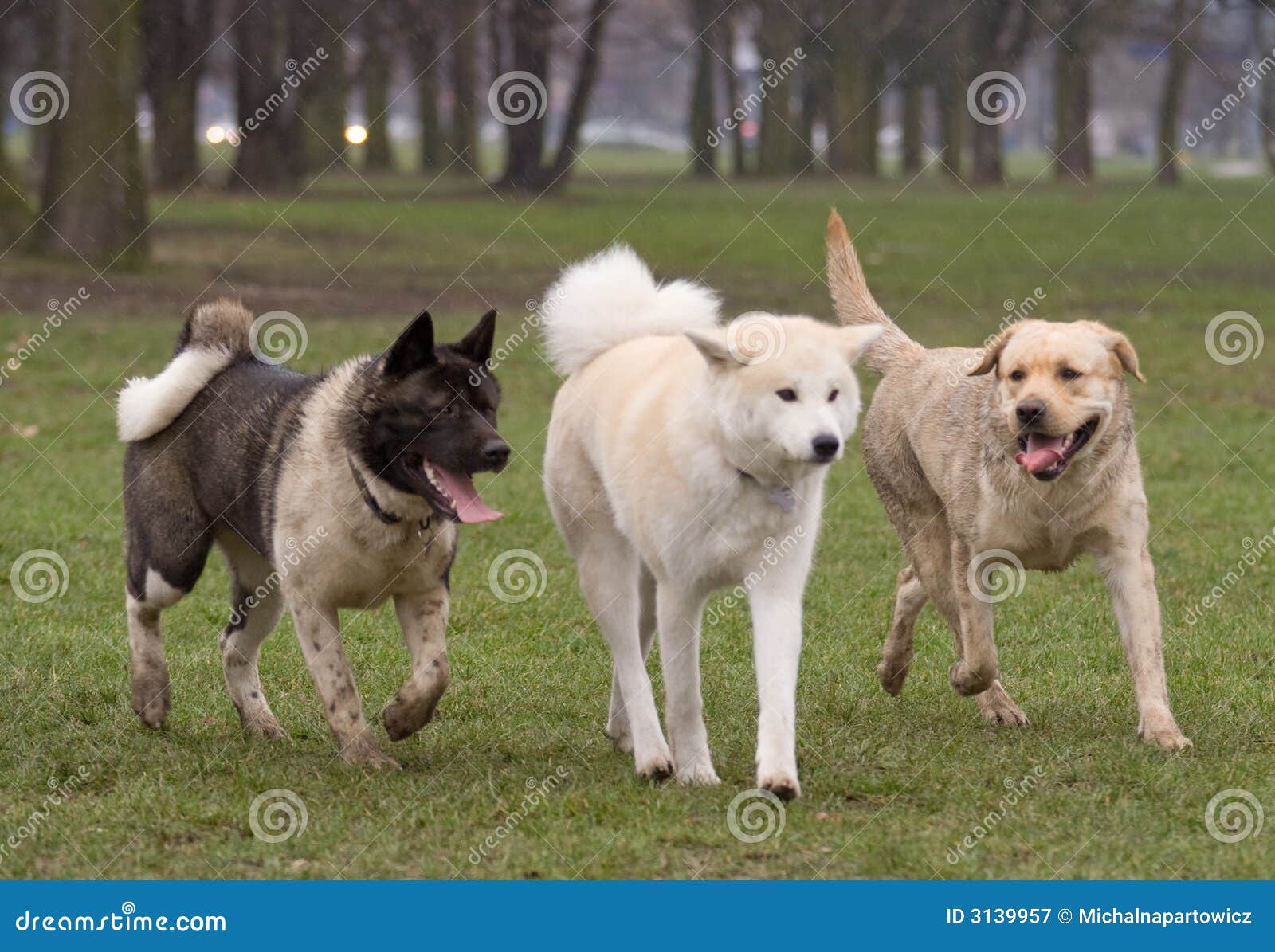 Tree happy friend - dogs stock image. Image of seek, animals - 3139957
