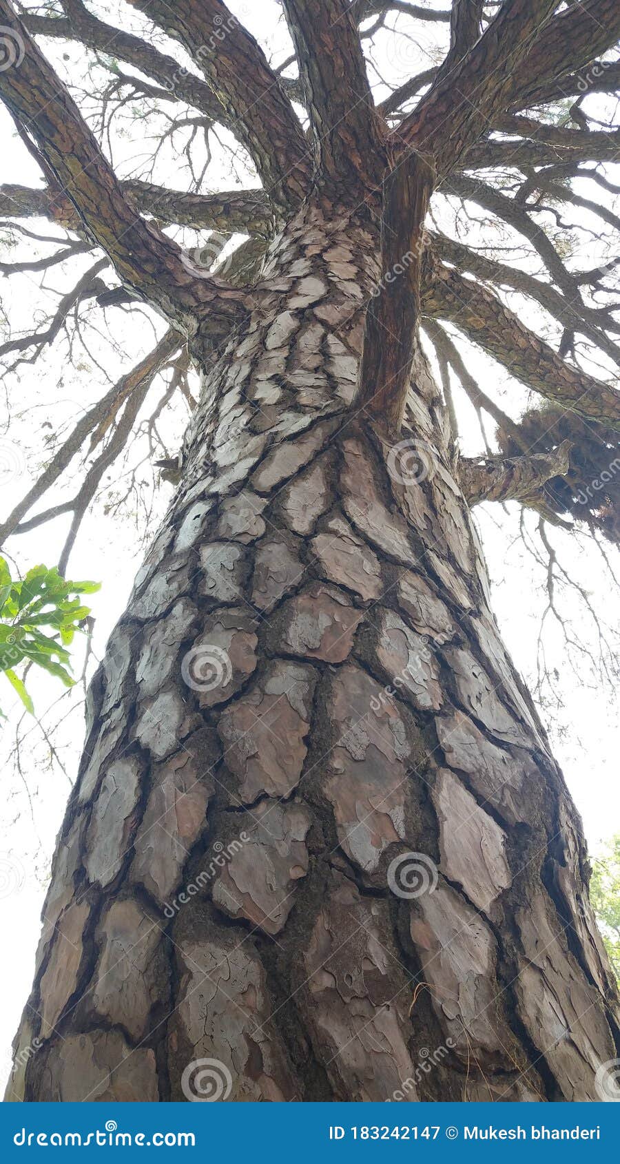 Tree Of Haritage Royalty-Free Stock Photography | CartoonDealer.com ...