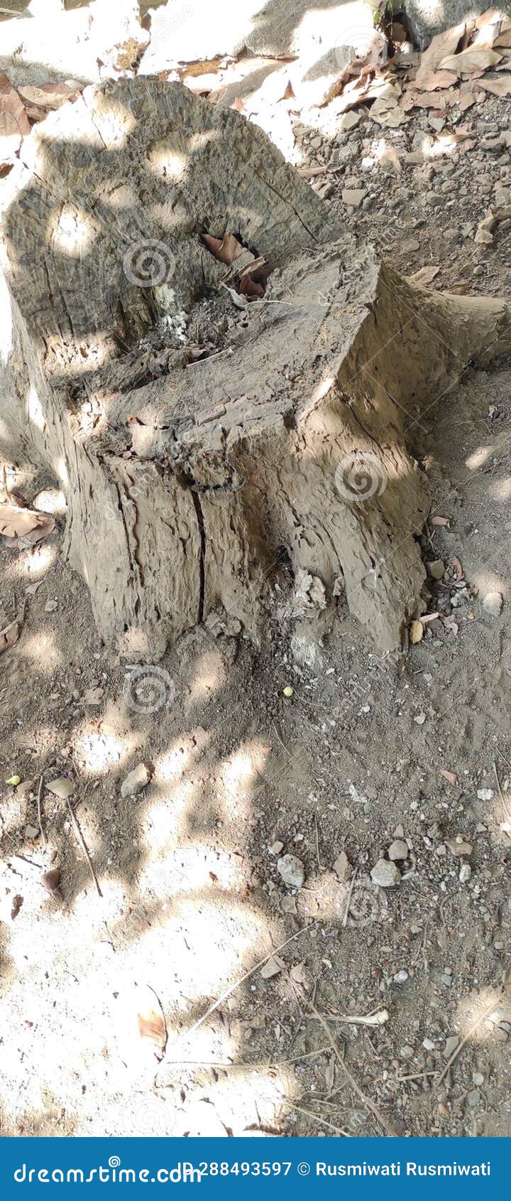 A Tree that Has Been Cut Down in the Backyard of the House Stock Image ...