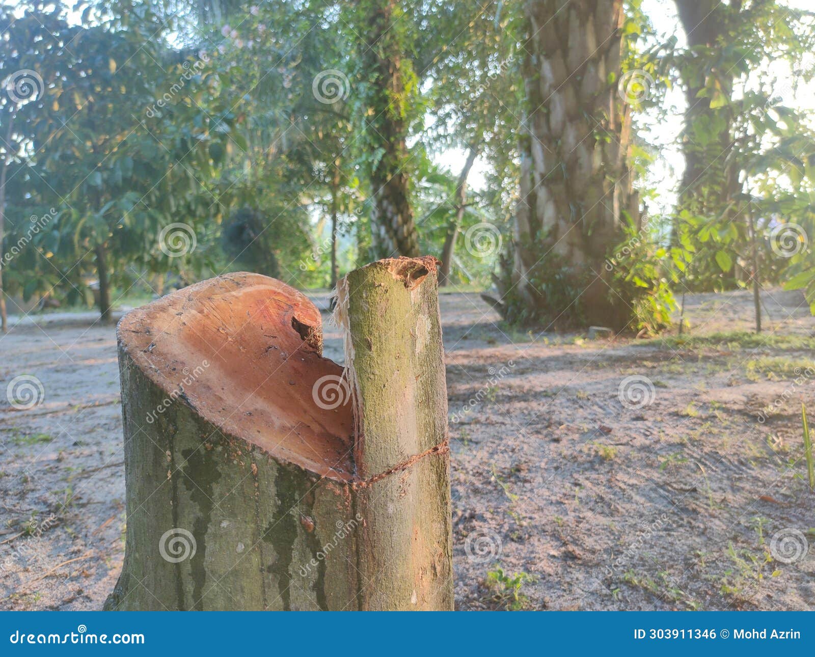 A Tree that Has Been Cut Down and Left in an Open Area Stock Photo ...