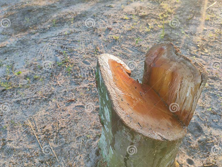 A Tree that Has Been Cut Down and Left in an Open Area Stock Photo ...