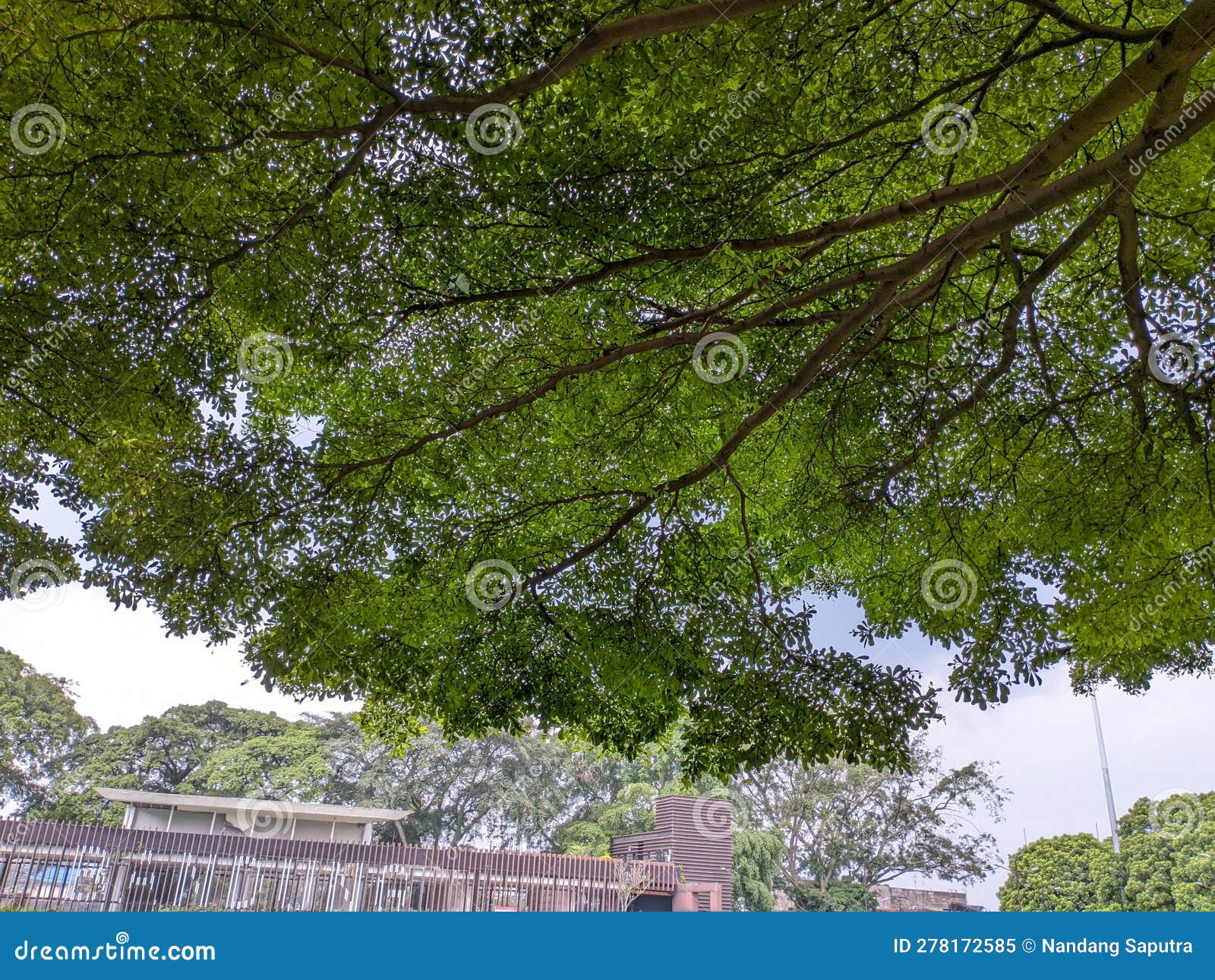 The Tree Has Been Looking Amazing, it Grown with Dense of Leaf Stock ...