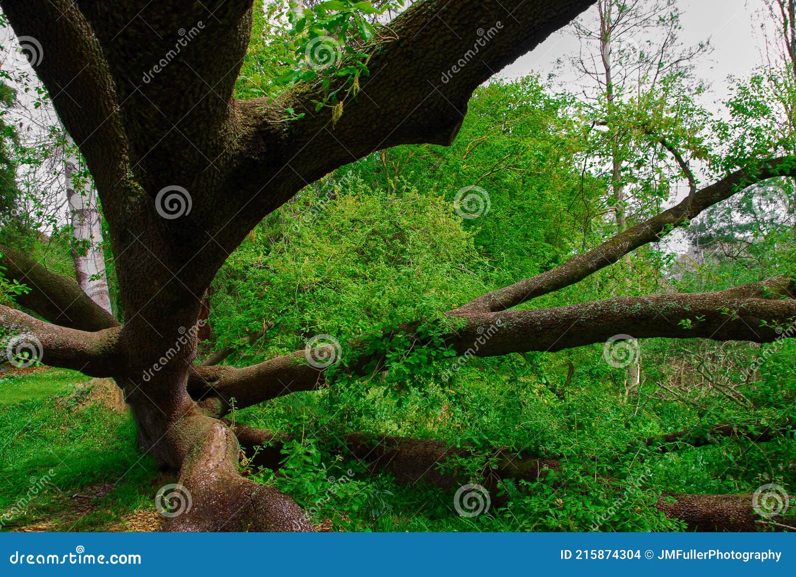 A Tree that Has Fallen Over in a Park Stock Photo - Image of nature ...
